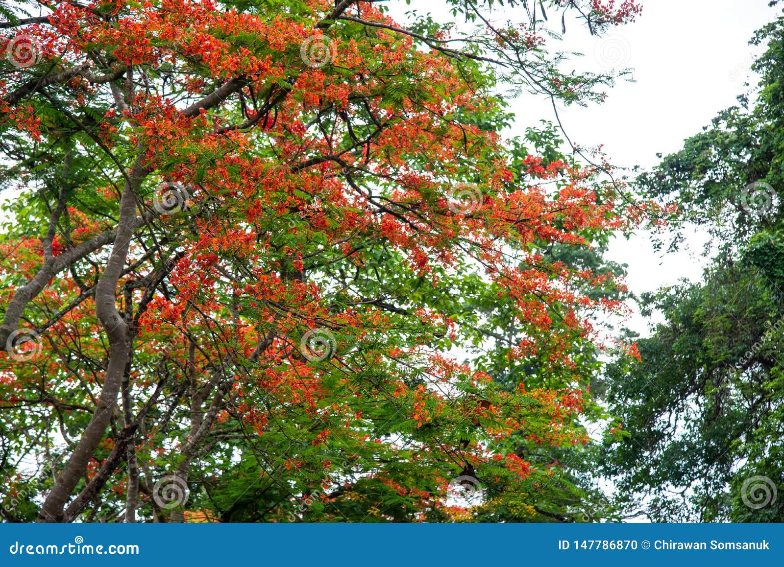 Beautiful the Flame Tree stock photo. Image of botanical - 147786870