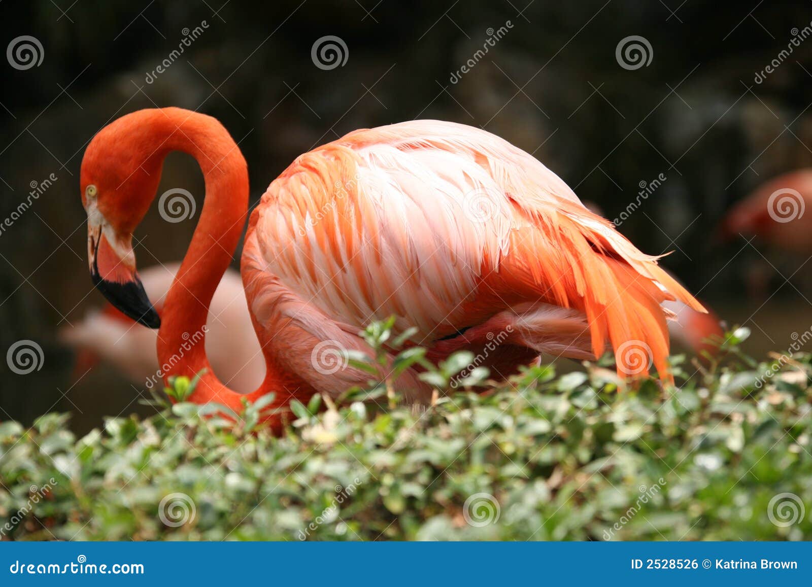 Beautiful Flamingo stock photo. Image of neck, avian, close - 2528526