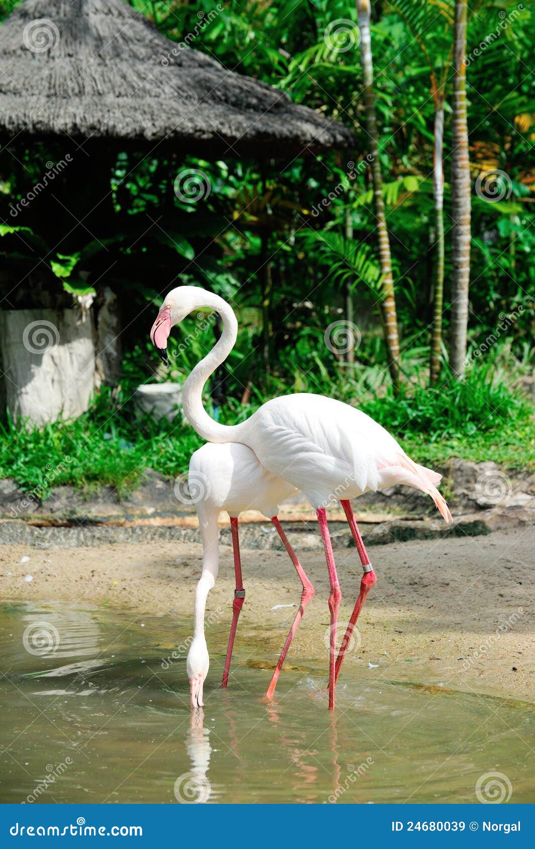 Beautiful Flamingo Breeding Stock Image - Image of phoenicopterus ...
