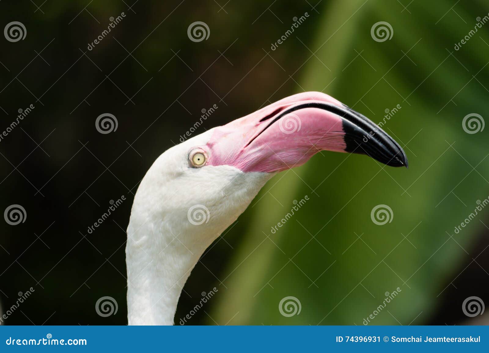 Beautiful Flamingo Face stock image. Image of pink, flamingo - 74396931