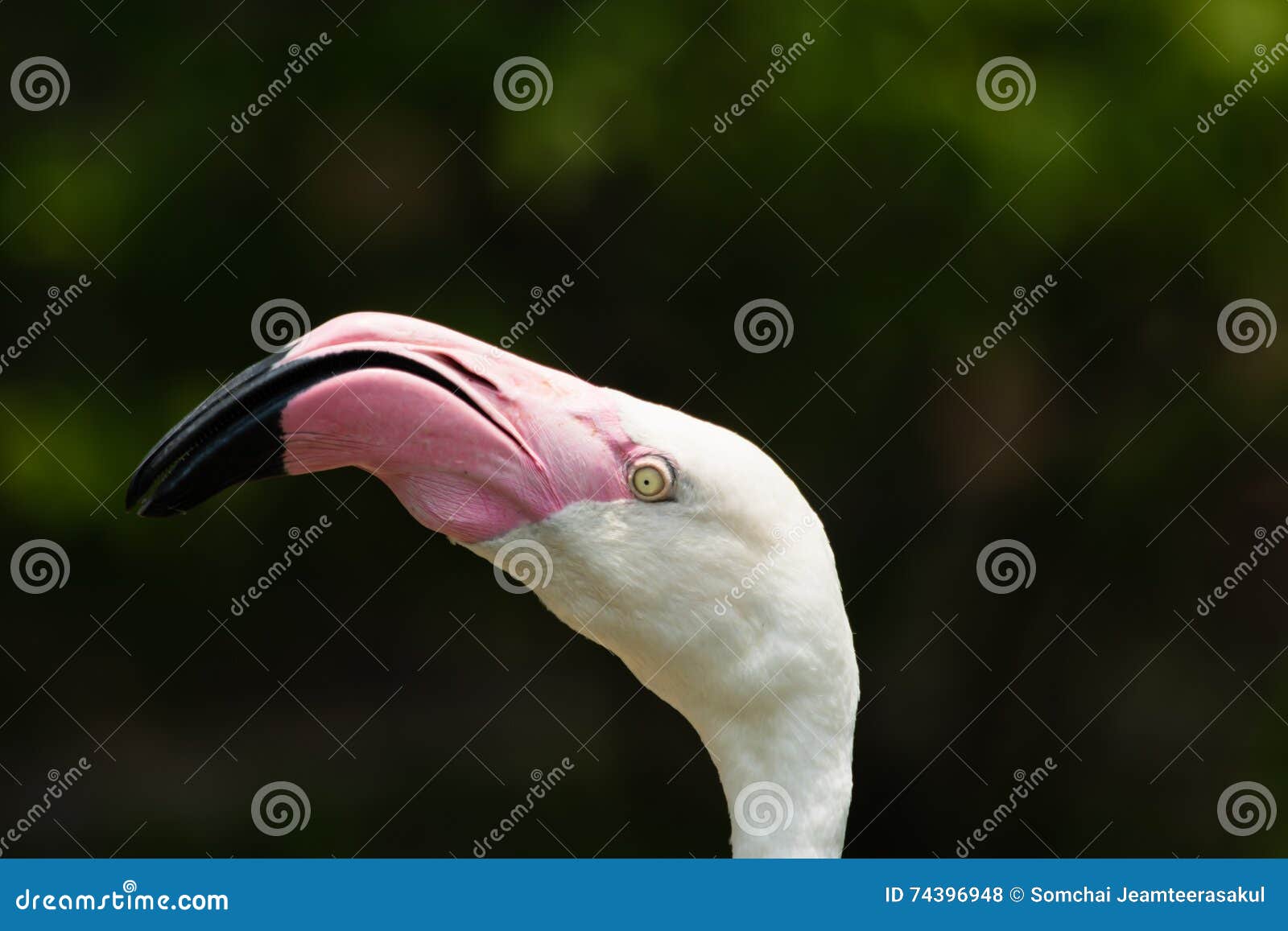 Beautiful Flamingo Face stock photo. Image of fauna, neck - 74396948