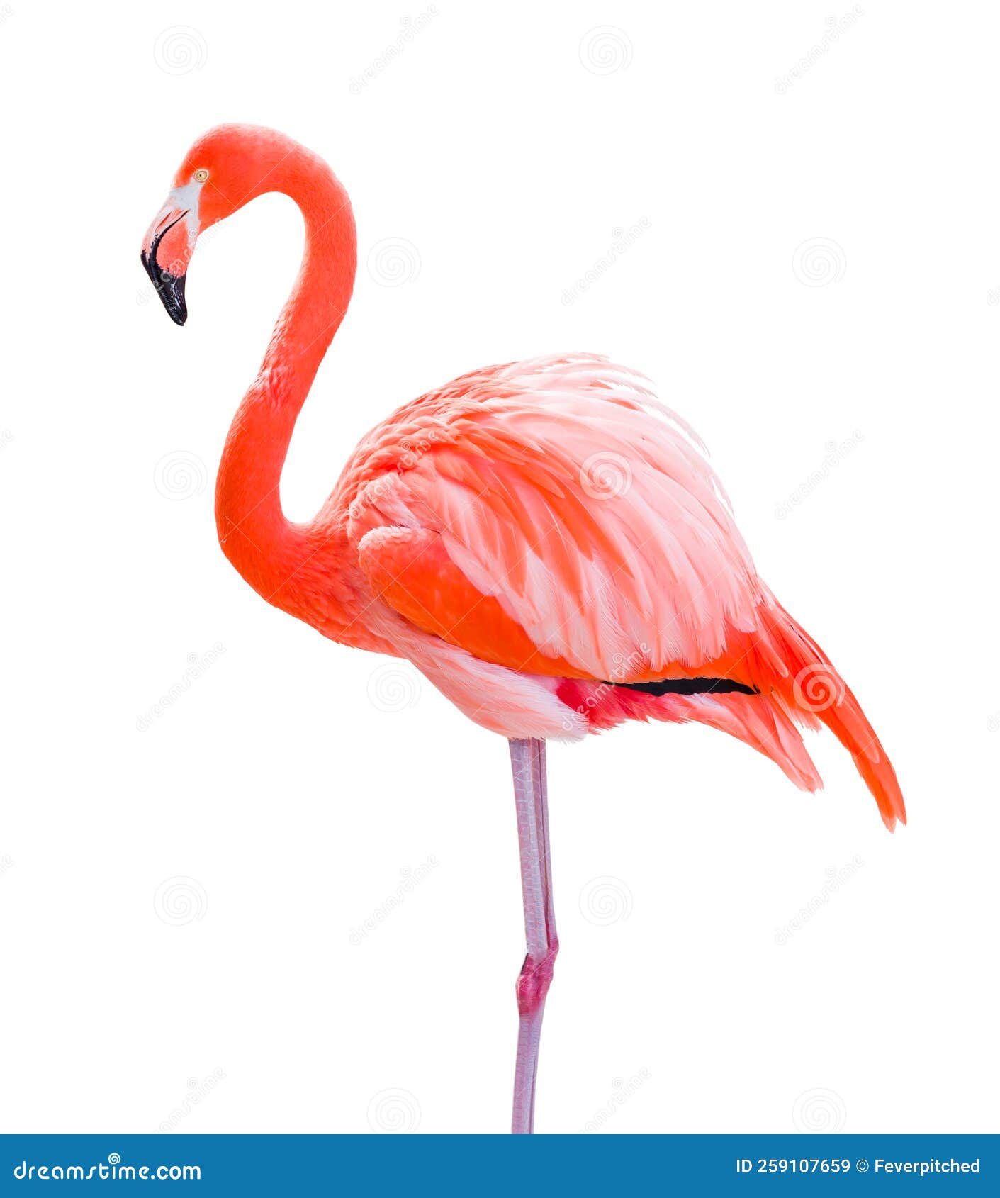 Beautiful Flamingo Isolated on White Background Stock Image - Image of ...
