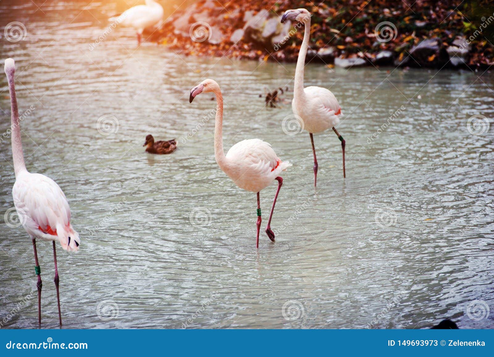 Beautiful Flamingo in the Lake Stock Image - Image of birds, flamingos ...