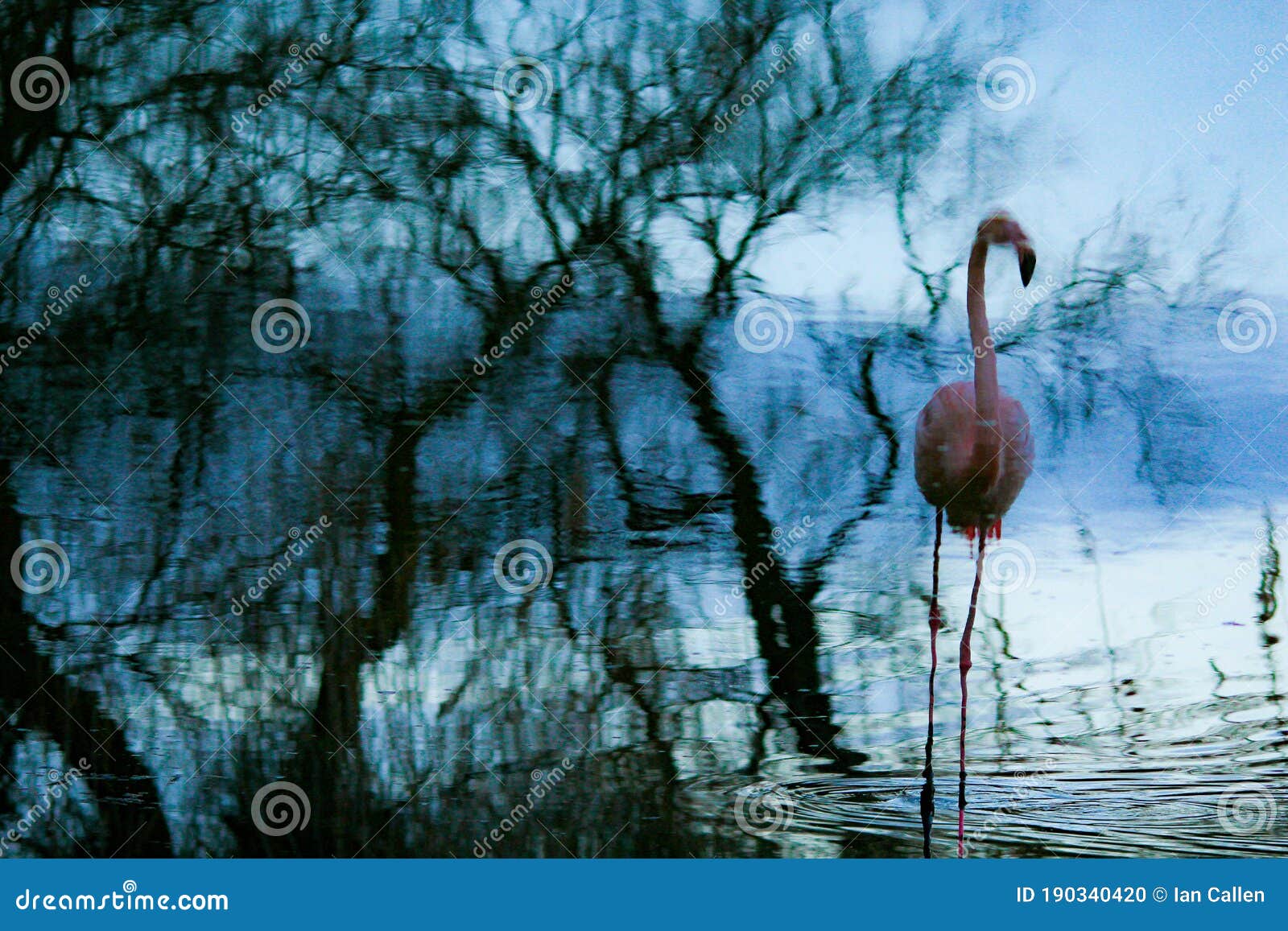 Beautiful Flamingo Reflection on a Lagoon Stock Photo - Image of ...