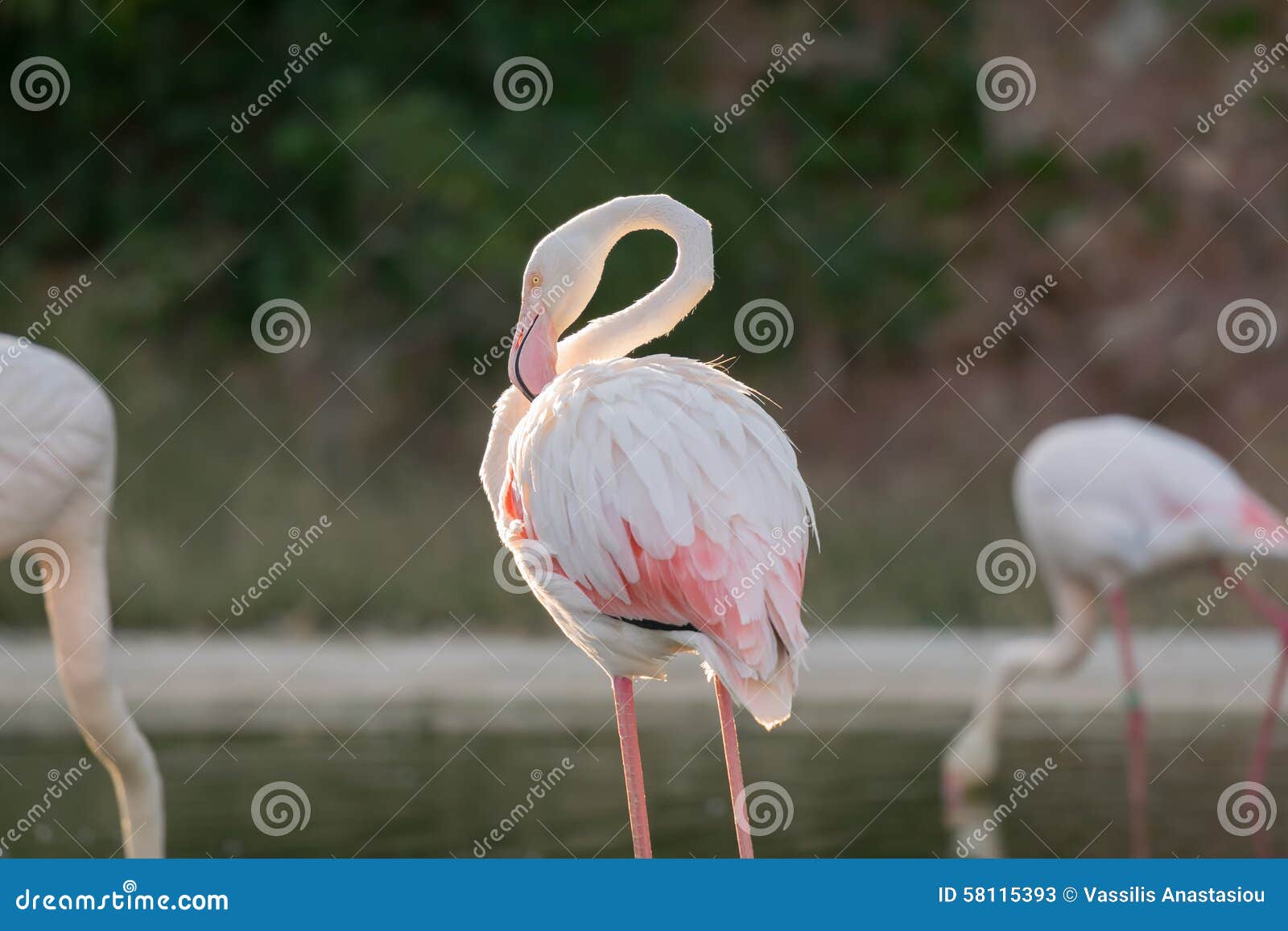 Beautiful Flamingo Scratching Itself in a Lake. Stock Image - Image of ...