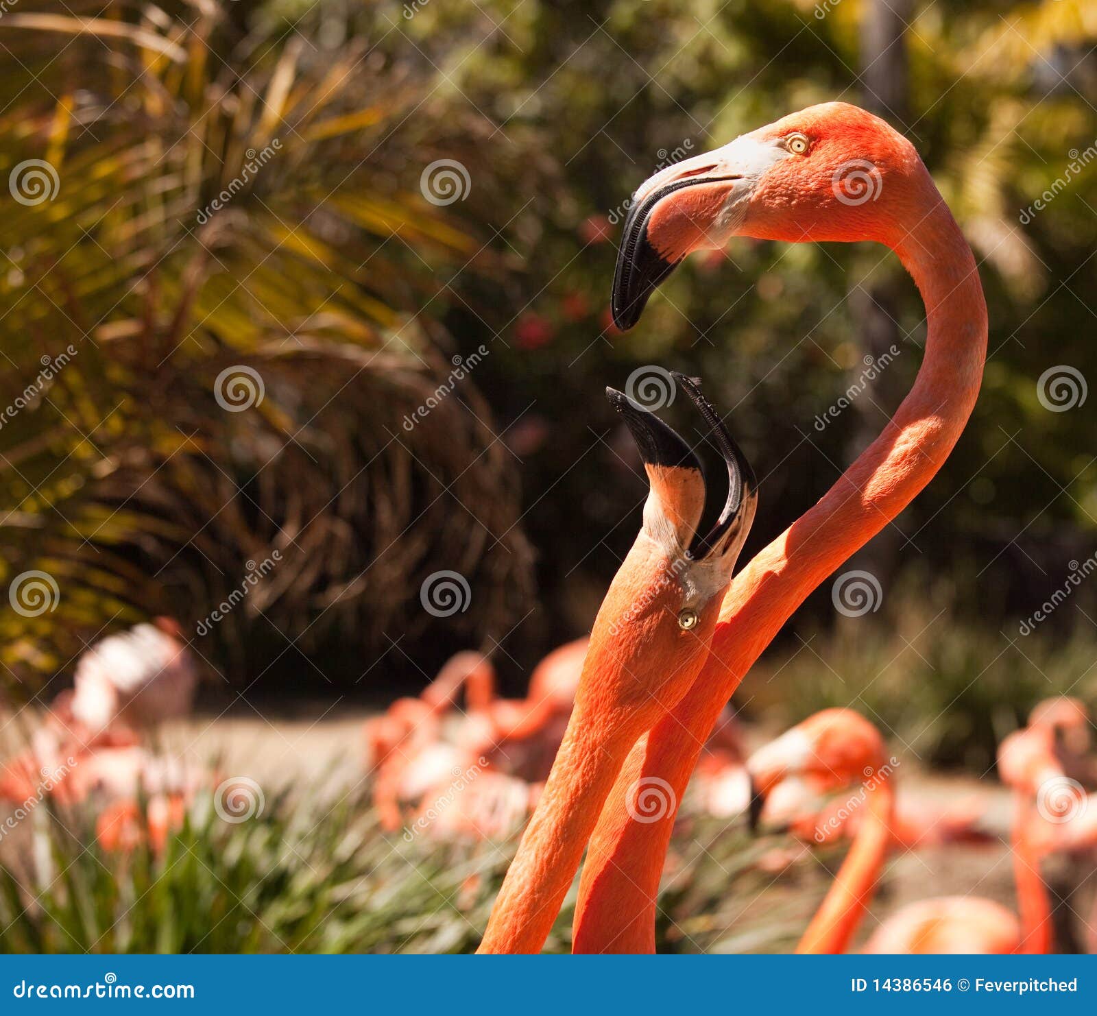 Beautiful Flamingos Mating Ritual Stock Photo - Image of beautiful ...