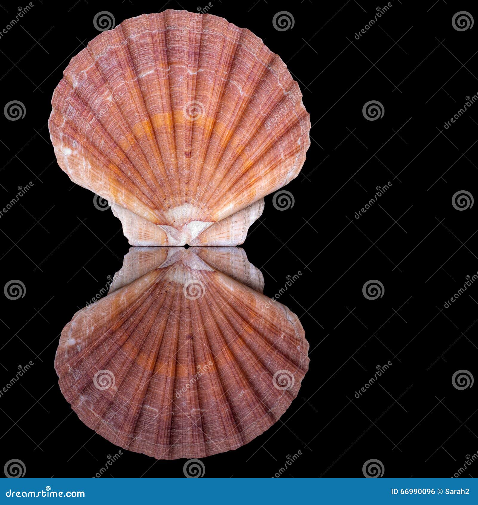 Beautiful Flat Aka Zigzag Scallop Shell Stock Photo - Image of seashell ...