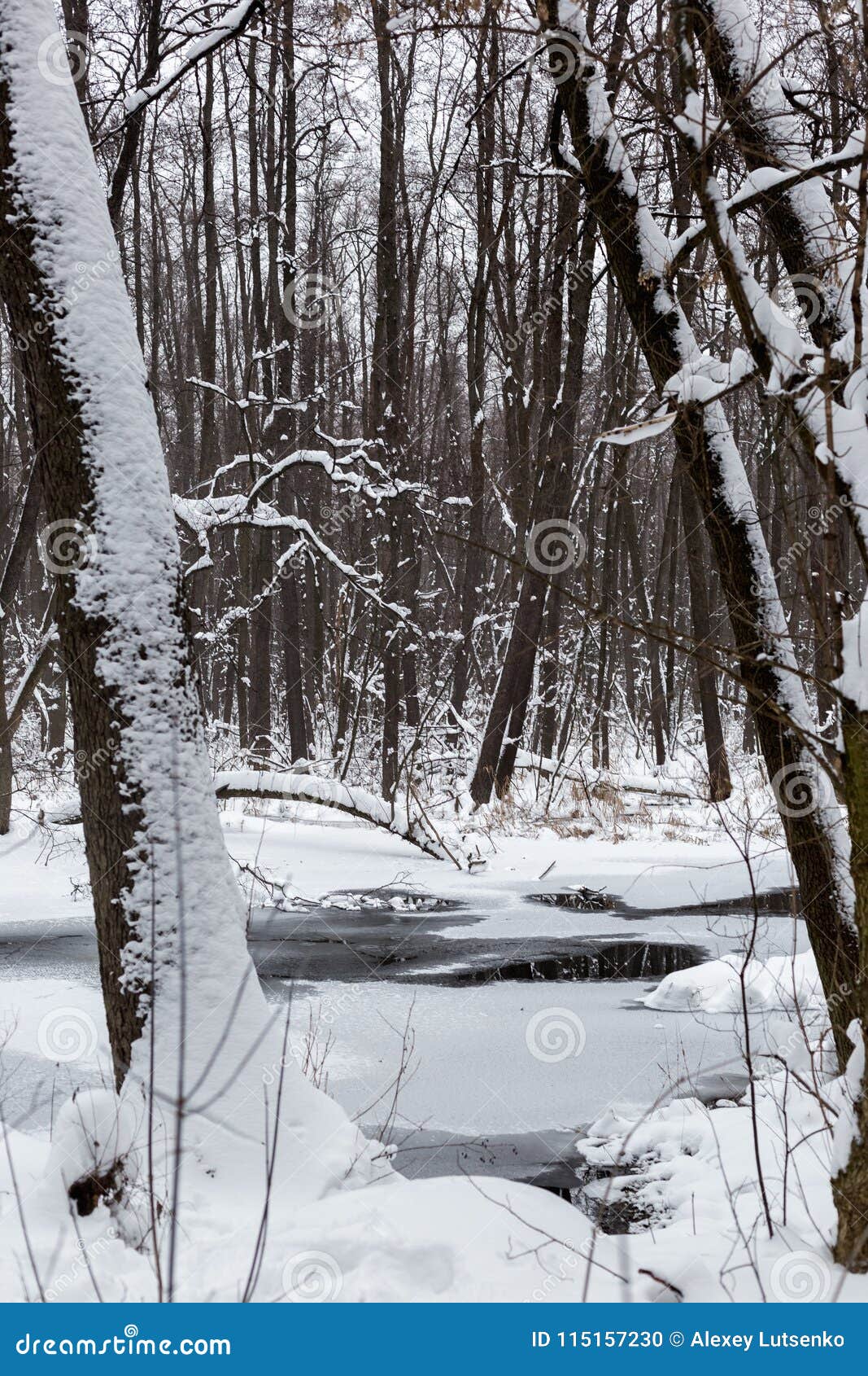 Beautiful Flooded Forest in Winter Time. Stock Photo - Image of covered ...