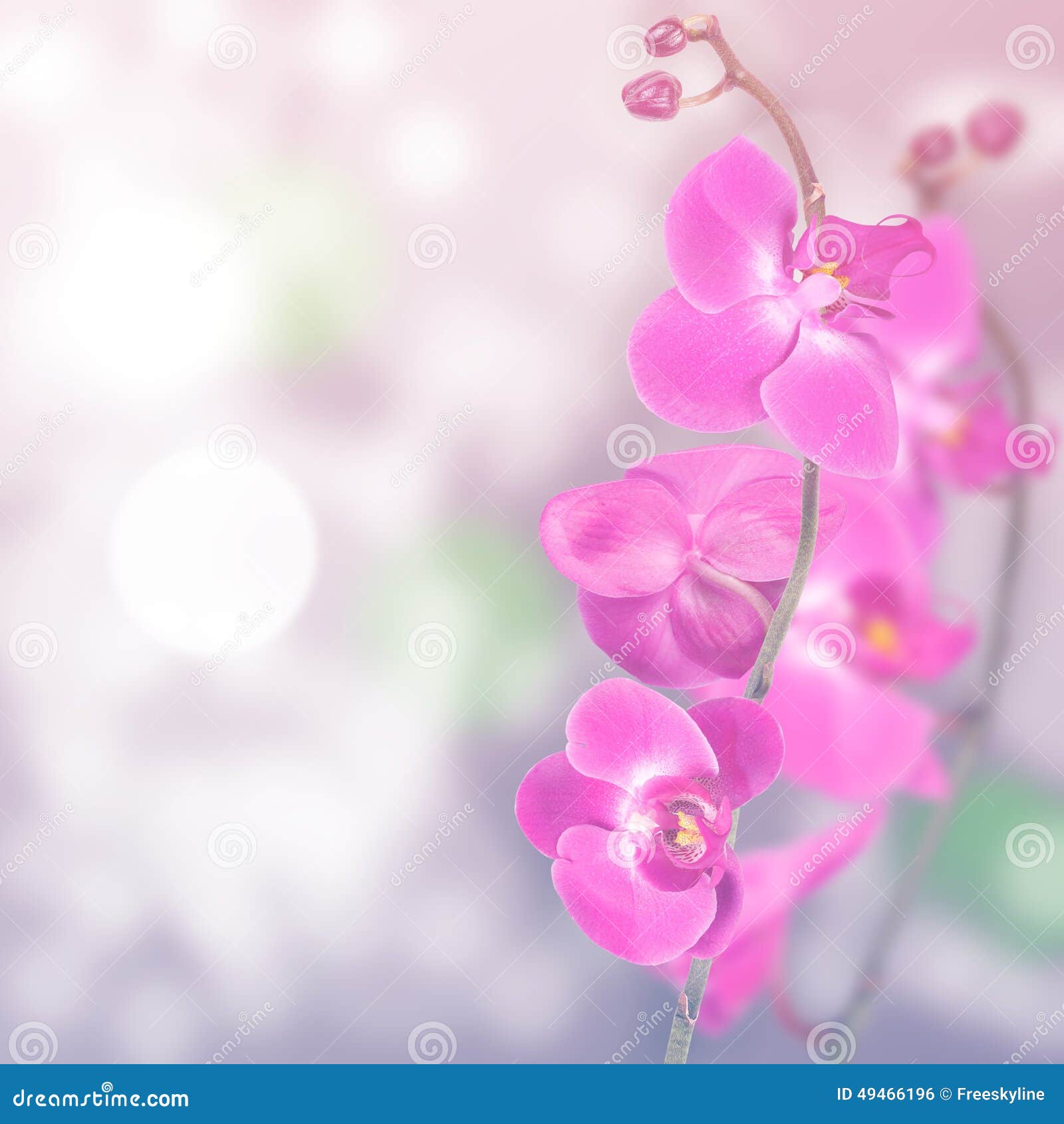 Beautiful Floral Abstract Background, Isolated Orchids. Stock Photo ...