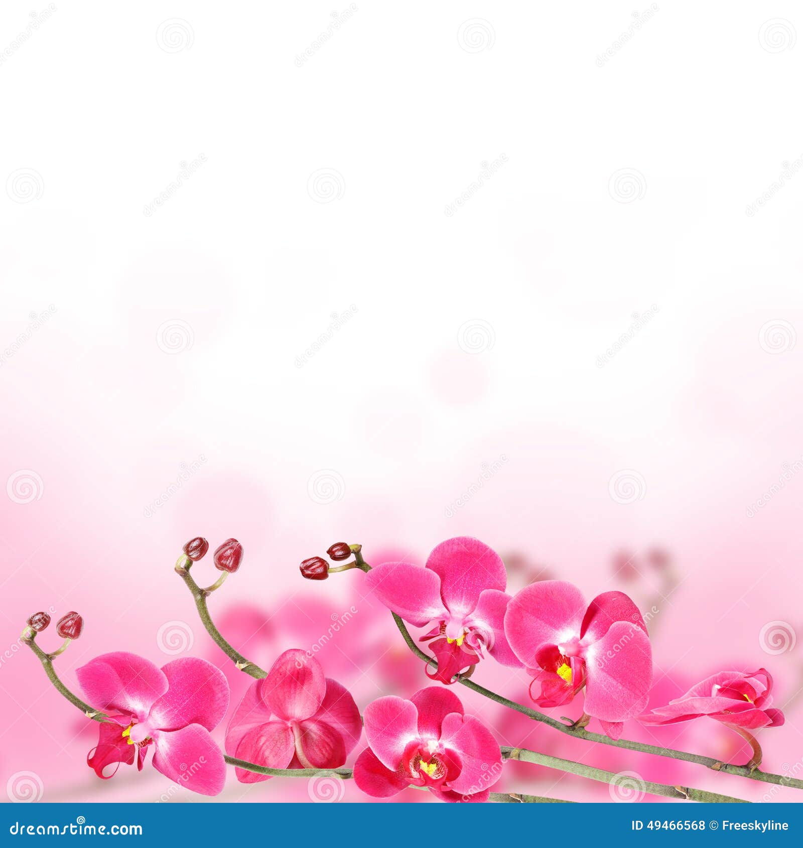 Beautiful Floral Abstract Background, Isolated Orchids. Stock Photo ...