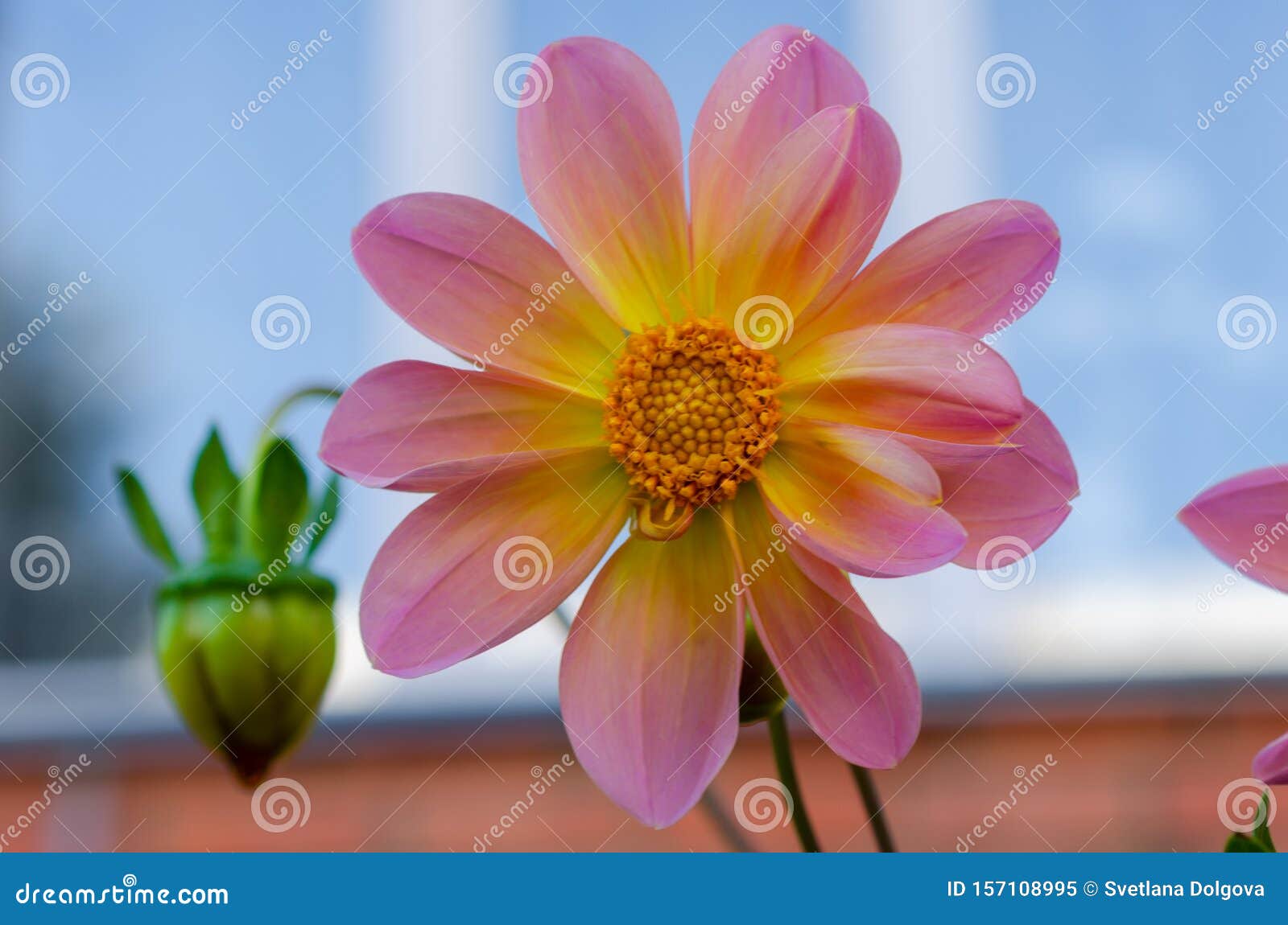 Beautiful Floral Background with a Single Large Flower Stock Image ...