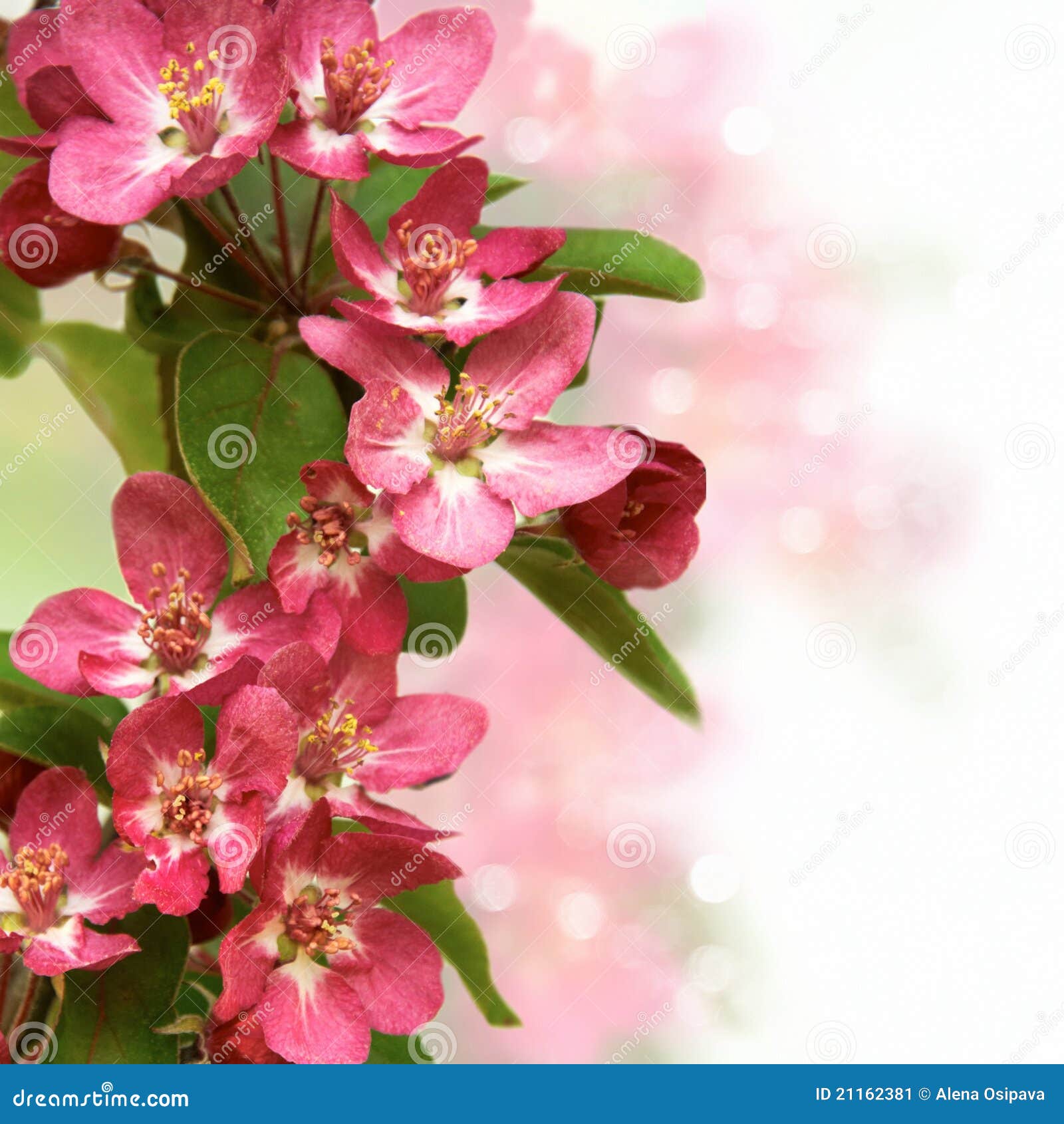Beautiful floral border stock image. Image of life, beautiful - 21162381