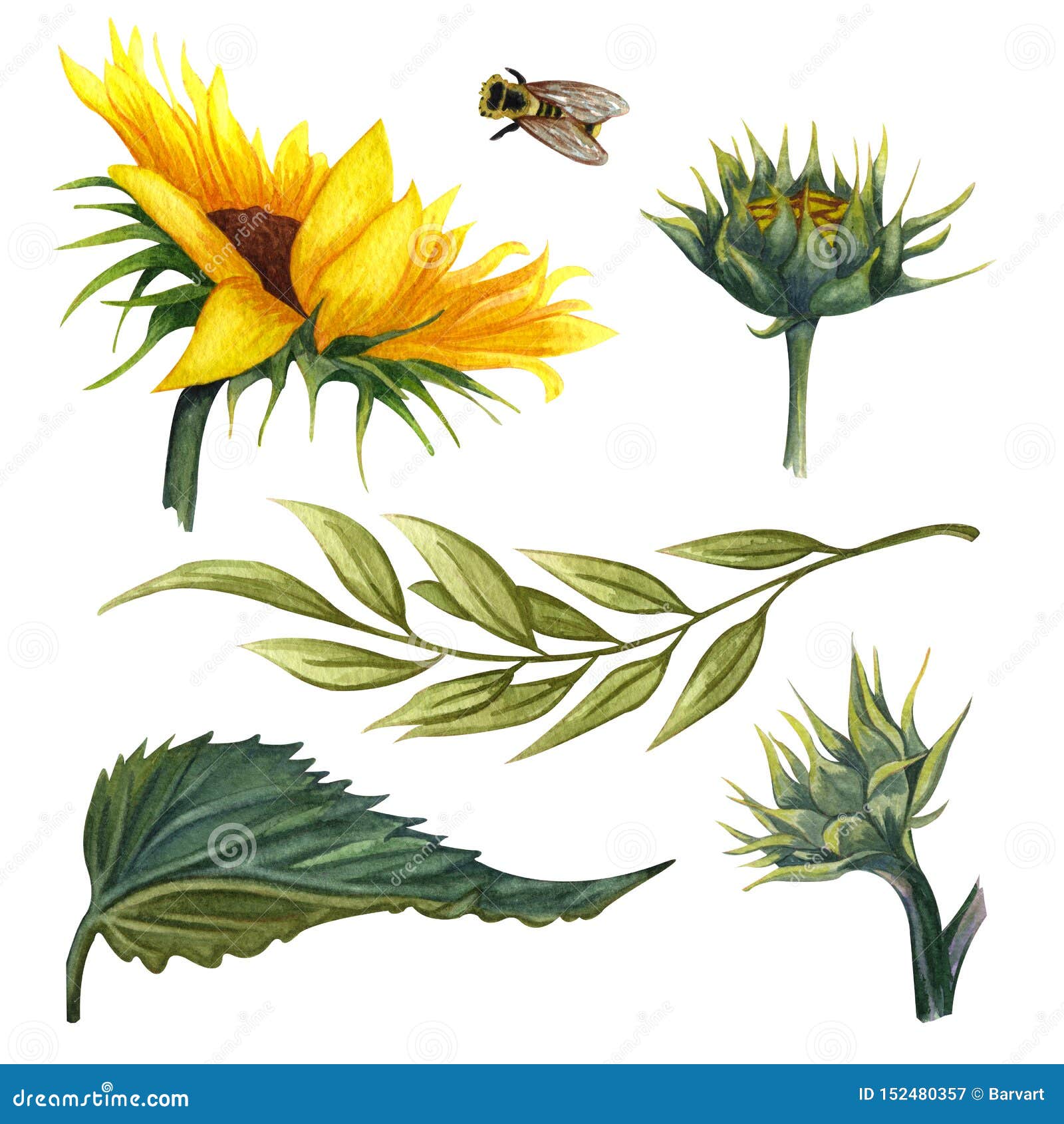 Beautiful Floral Collection with Sunflowers,leaves,branches,fern Leaves ... Beautiful Floral Collection with Sunflowers,leaves,branches,fern Leaves ...
