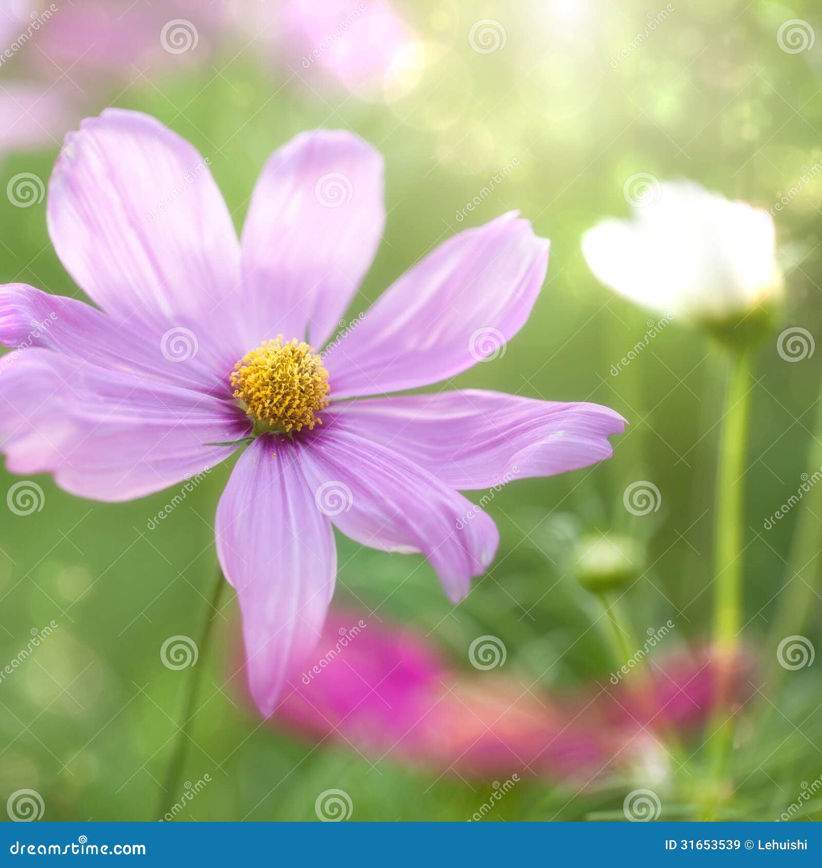 Beautiful Floral Flower Background Design Stock Image - Image of ...