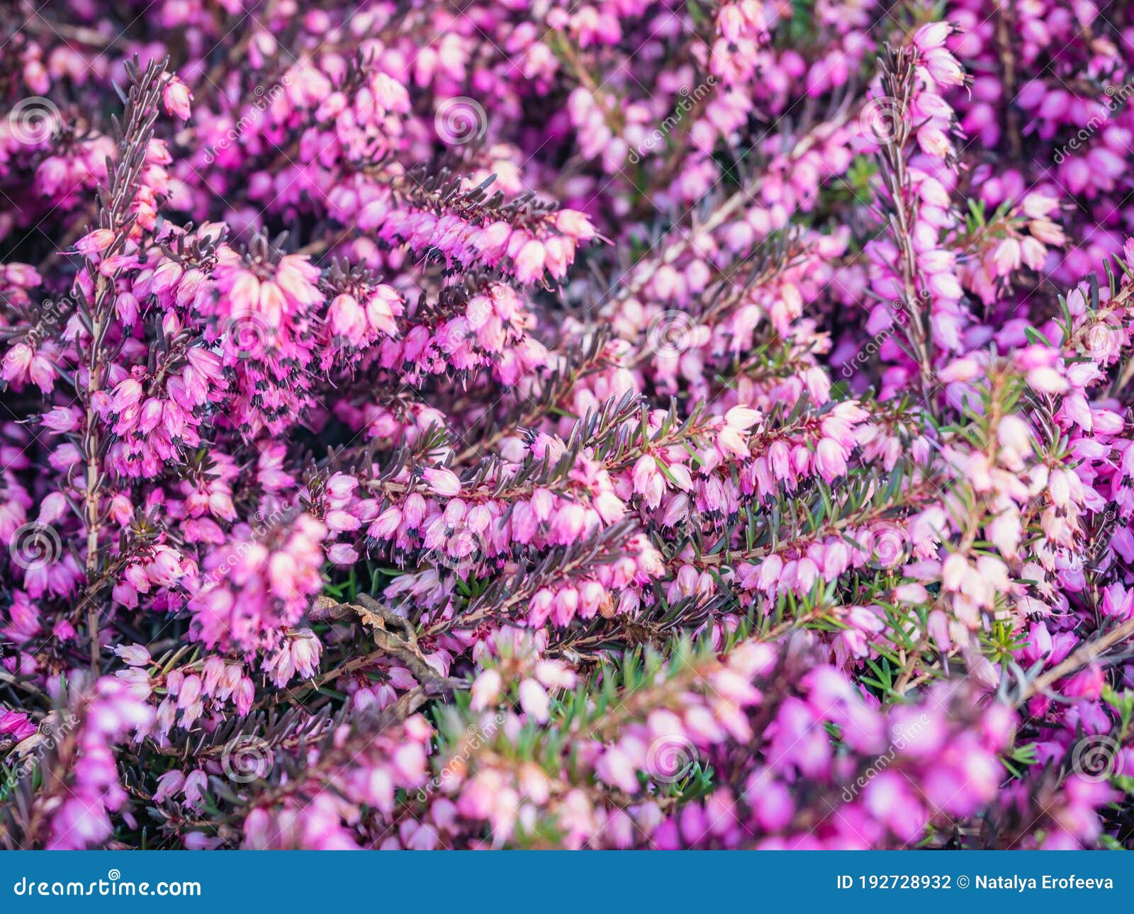 Beautiful Floral Heather Background. Natural Backdrop Stock Photo ...