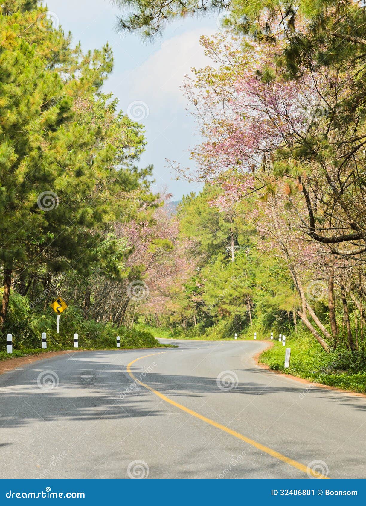 Beautiful floral road stock image. Image of road, sakura - 32406801