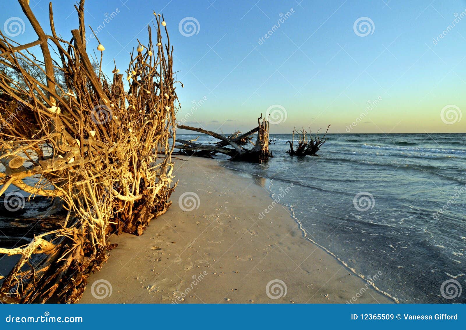 Beautiful Florida Beach with Uprooted Trees Stock Image - Image of ...