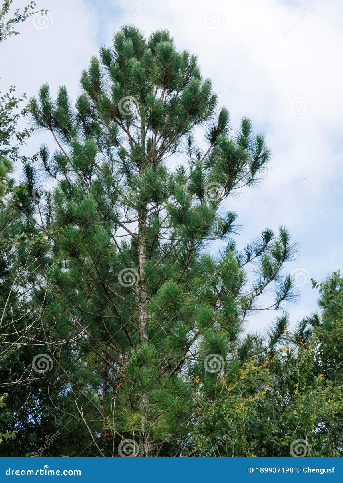 White cloud and pine tree stock photo. Image of cloud - 189937198
