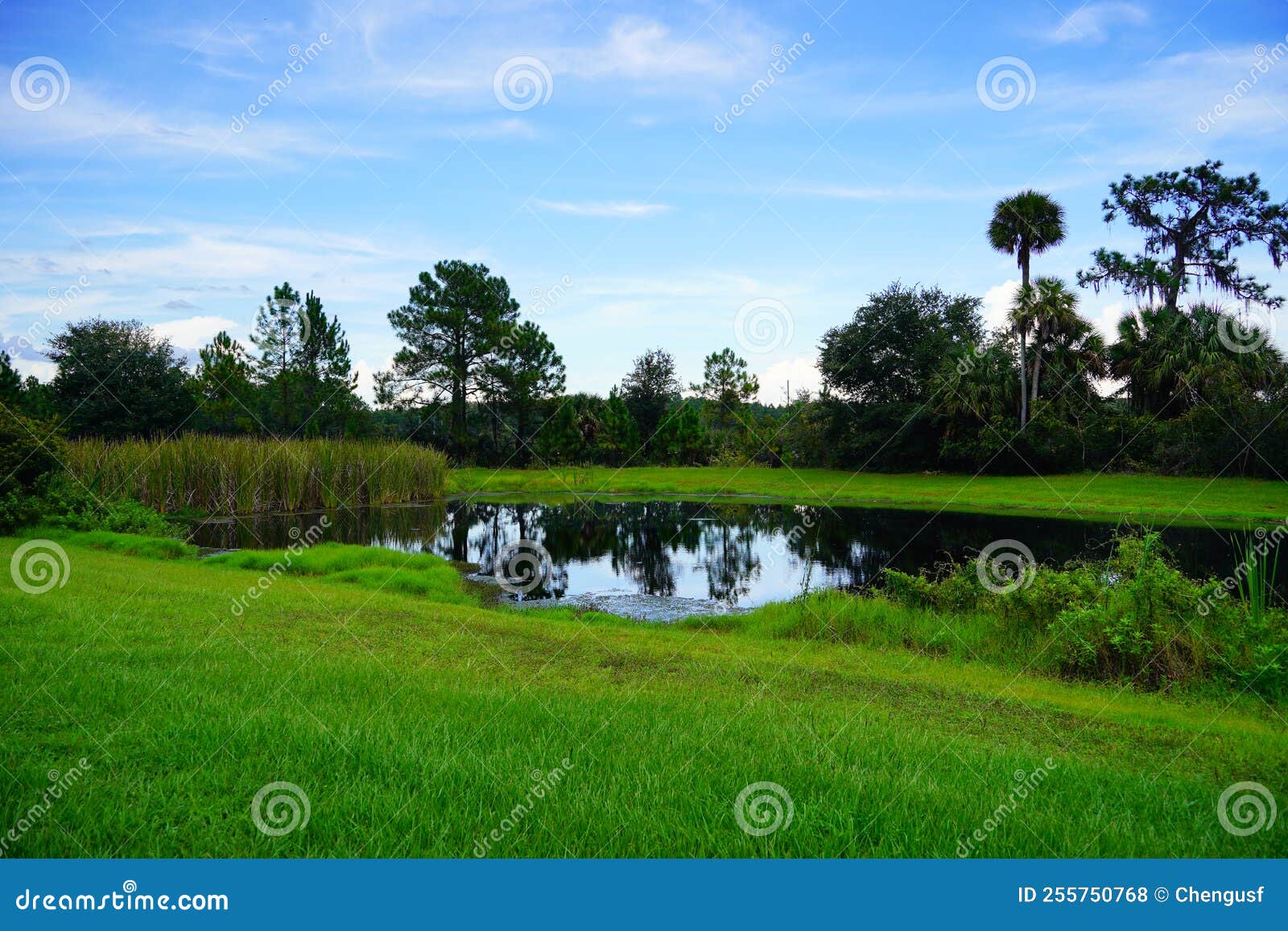 A Beautiful Florida Community Pond in Summer Stock Photo - Image of ...