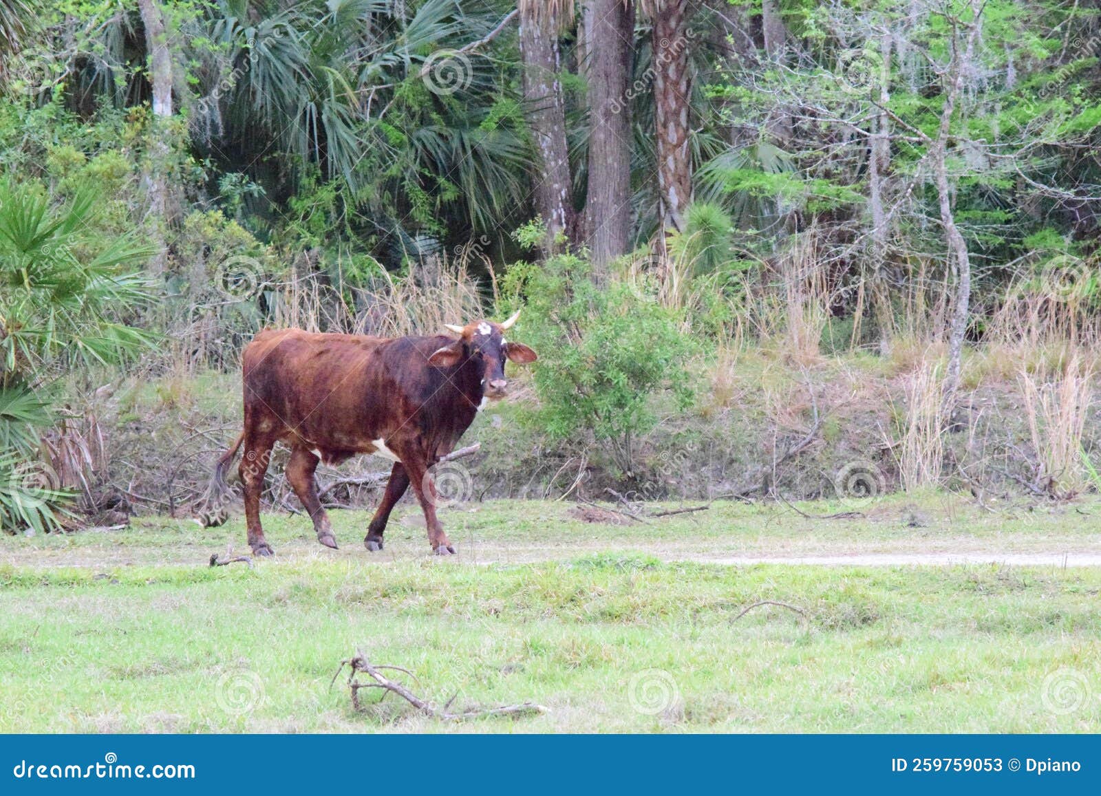 Beautiful Florida Cracker Cattle Roaming the Fields of Florida Stock ...