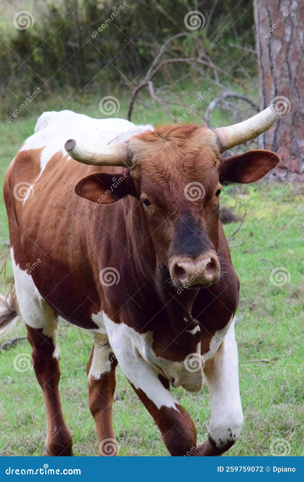 Beautiful Florida Cracker Cattle Roaming the Fields of Florida Stock ...