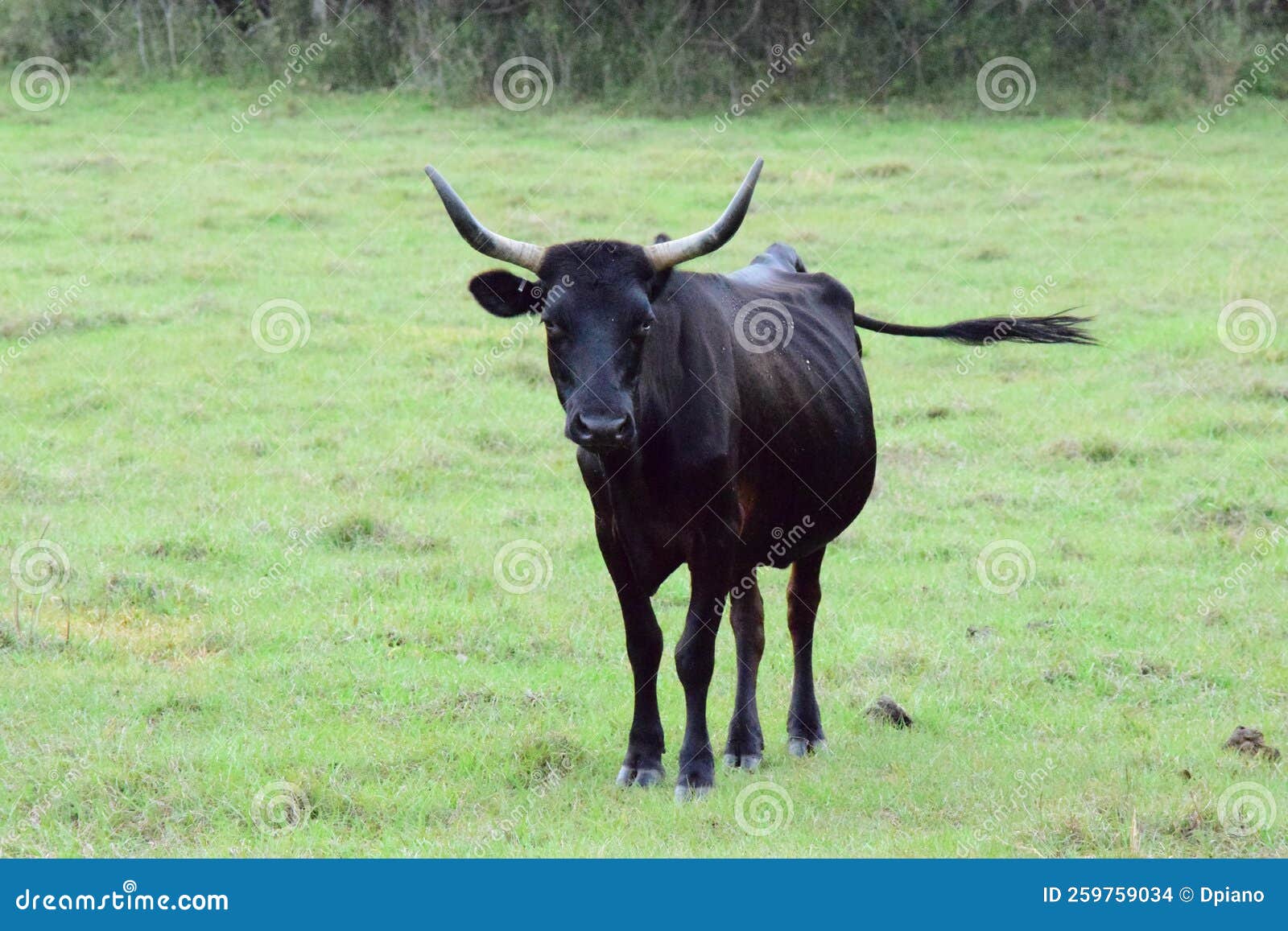 Beautiful Florida Cracker Cattle Roaming the Fields of Florida Stock ...