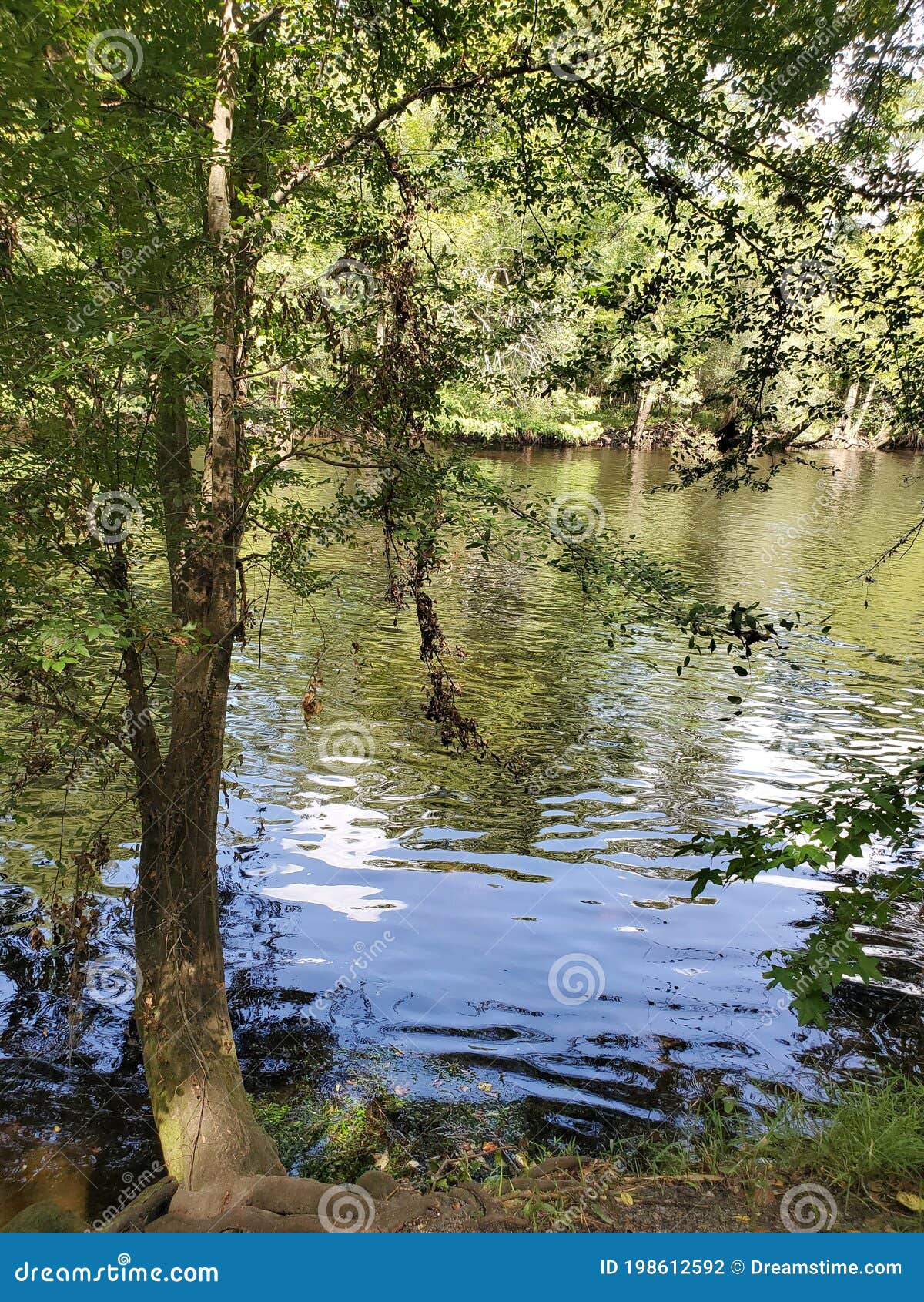 Beautiful Florida springs stock photo. Image of florida - 198612592