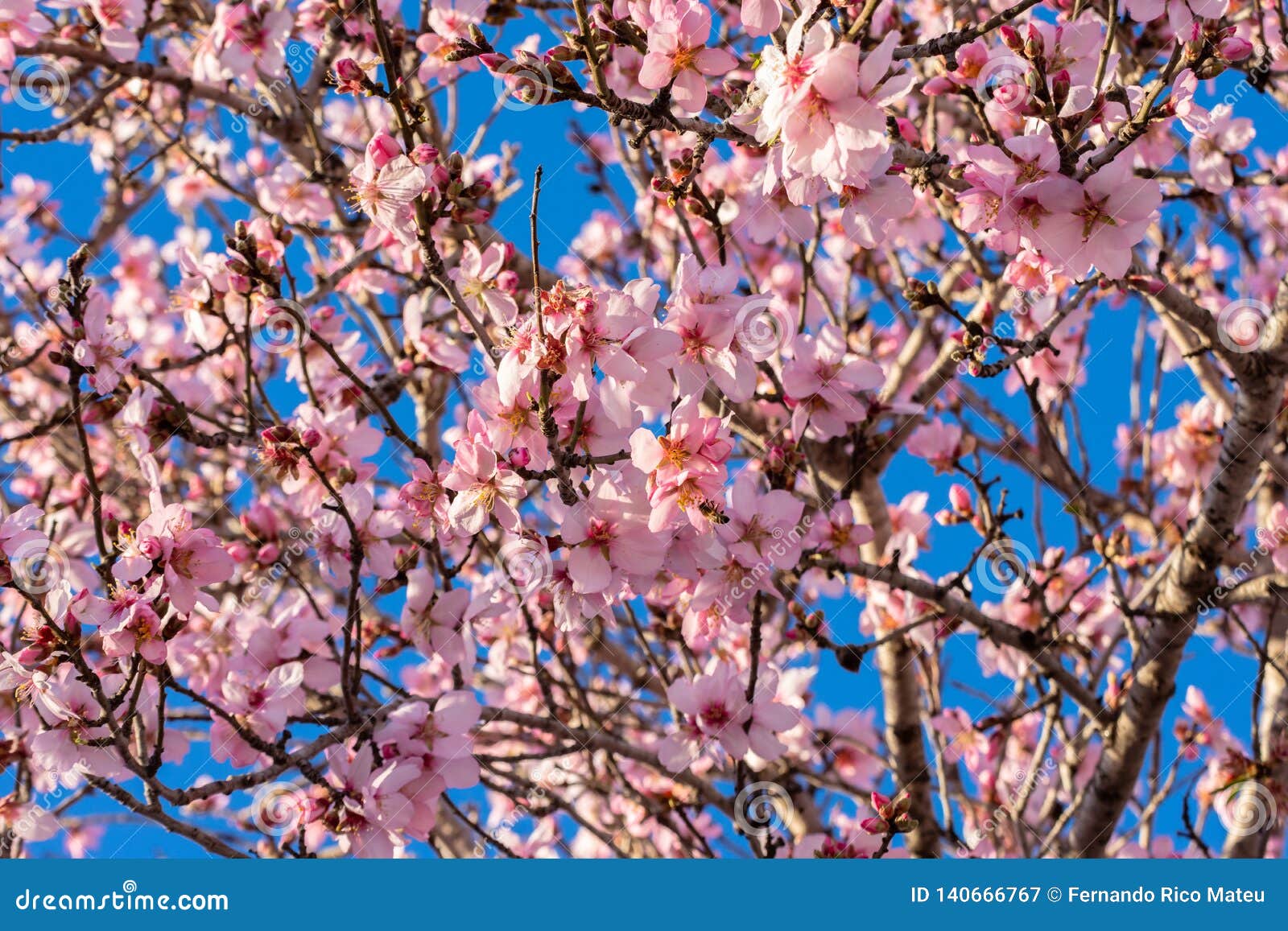 Beautiful Flower Almond at Springtime. Almond Tree in Full Bloom ...
