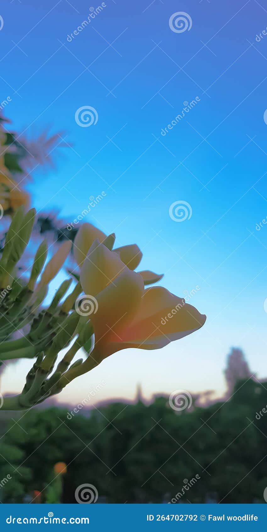 Beautiful Flower Already Blomming when the Sun Rising Stock Photo ...