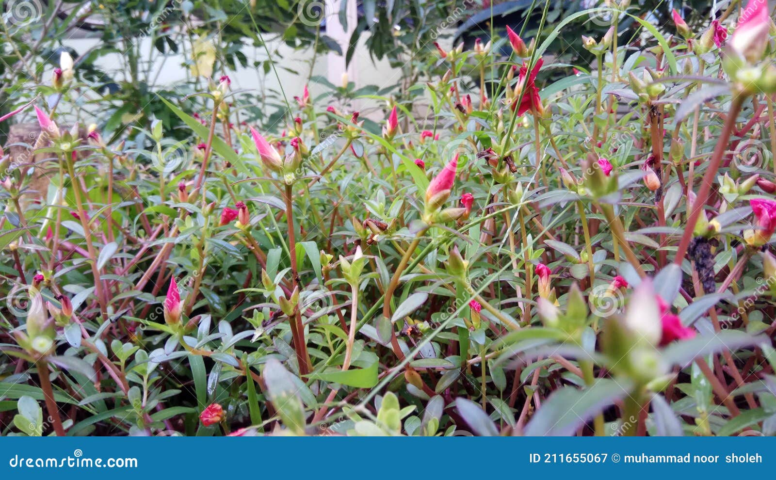 Beautiful Flower Appearance in Front of the Garden Stock Image - Image ...