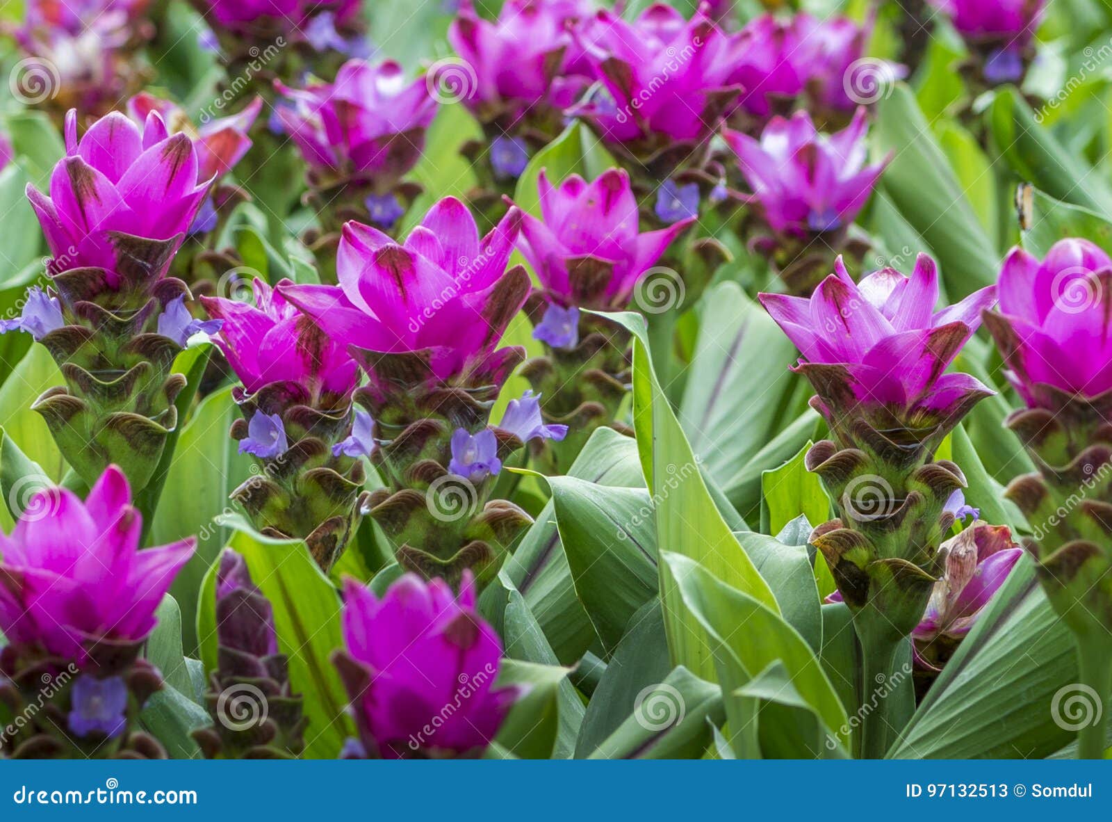 Beautiful flower of Asia stock image. Image of floral - 97132513