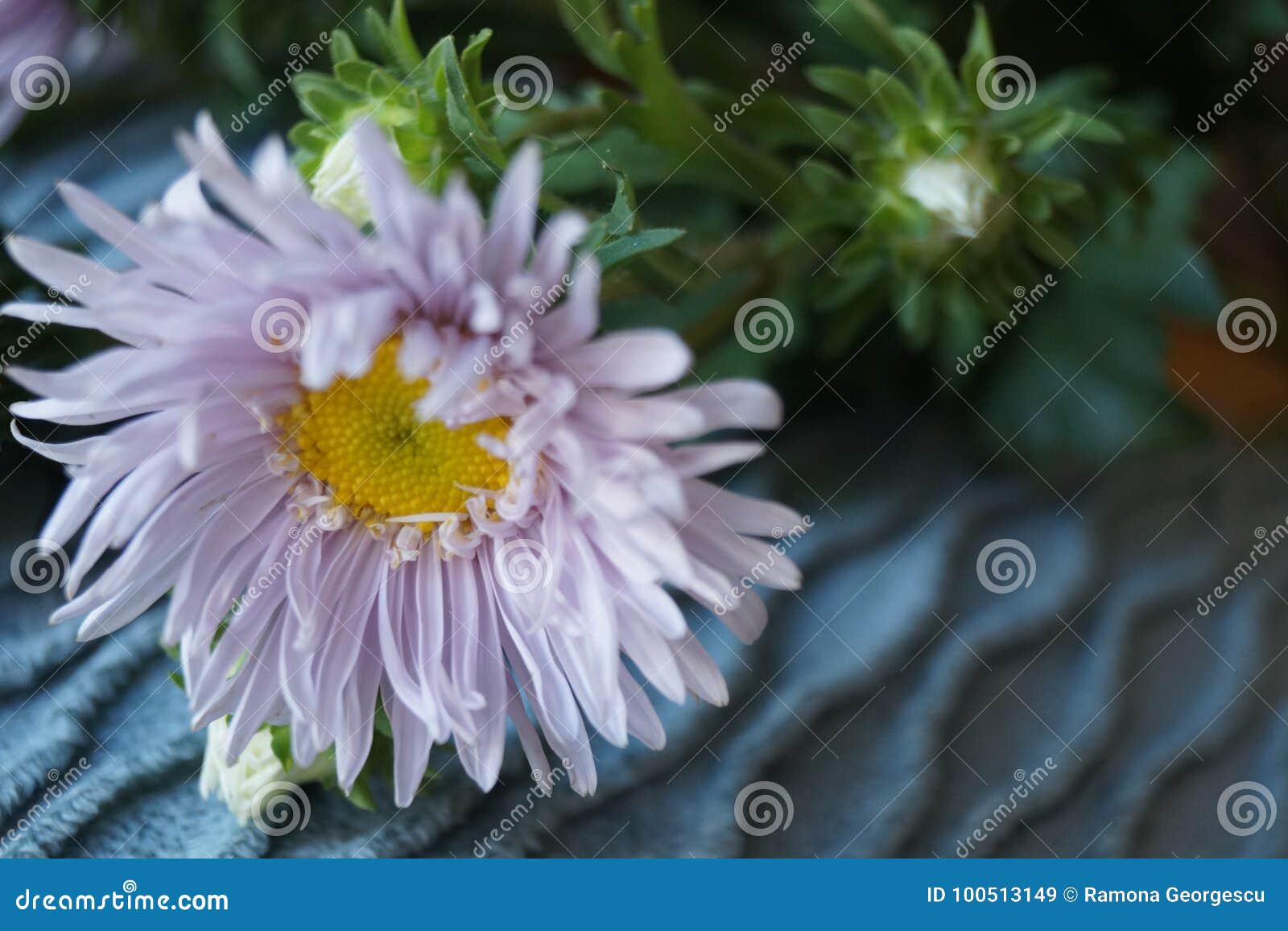 Asters, Callistephus Chinensis Stock Image - Image of botanical, flower ...