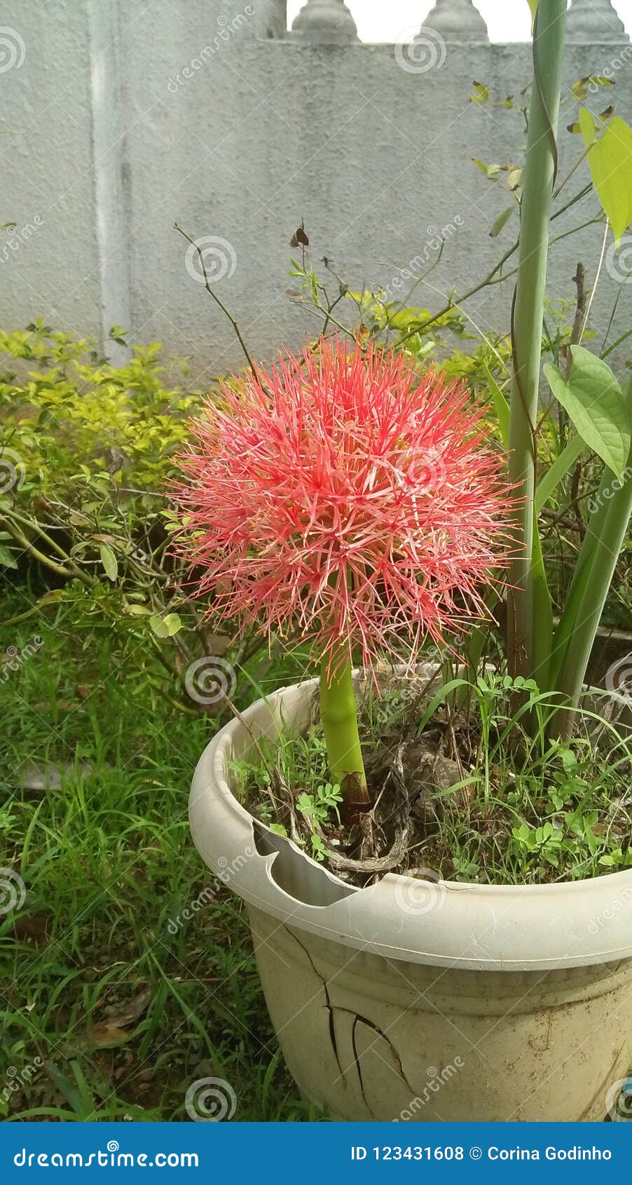 Beautiful Flower stock photo. Image of flower, monsoon - 123431608