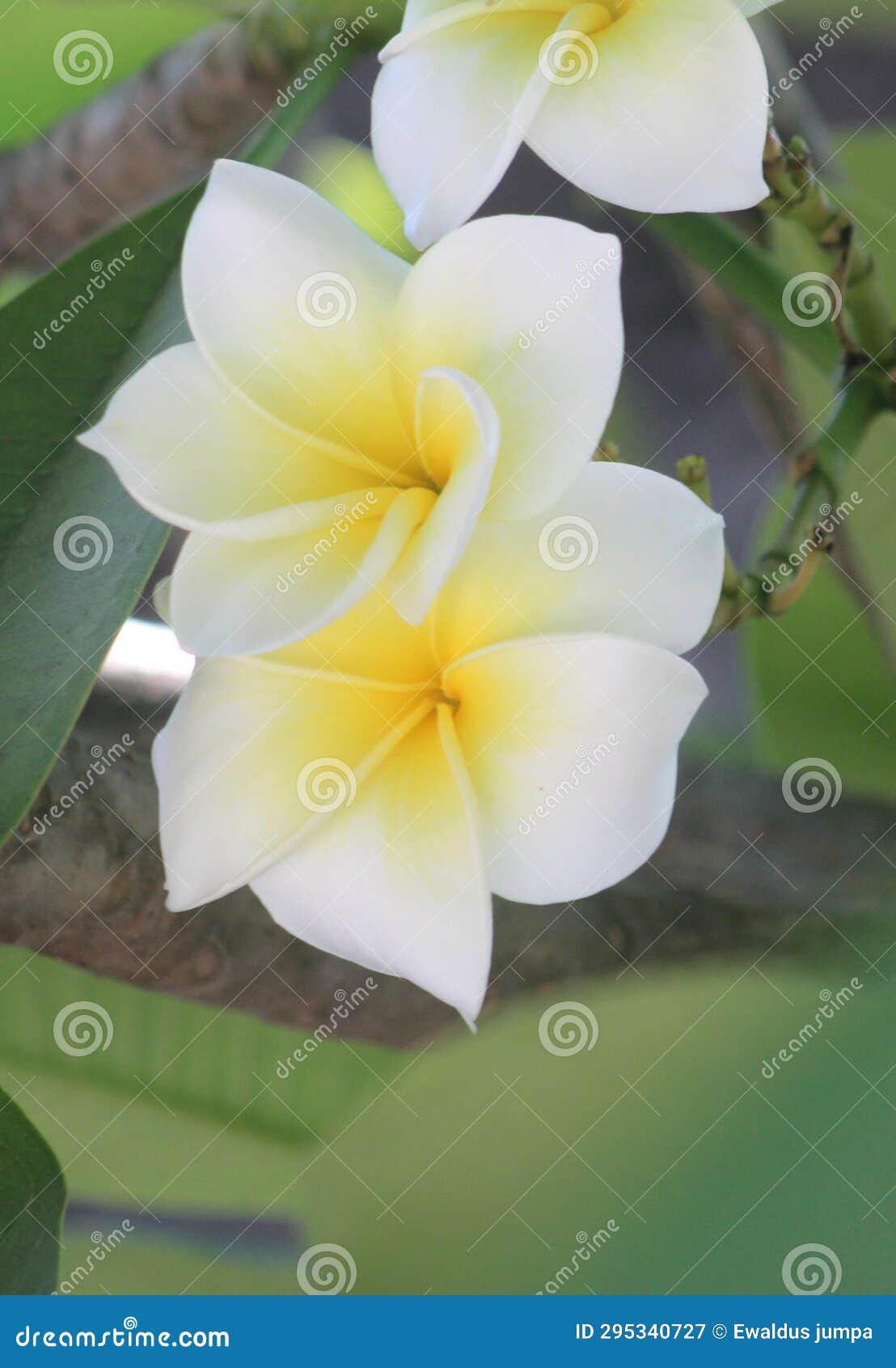 Beautiful Flower Bali Indonesian Stock Image - Image of flowers, flower ...