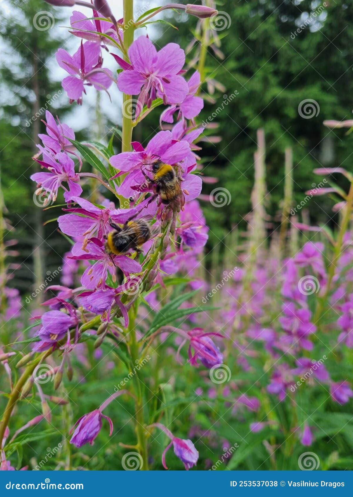 Beautiful flower with bees stock photo. Image of nature - 253537038