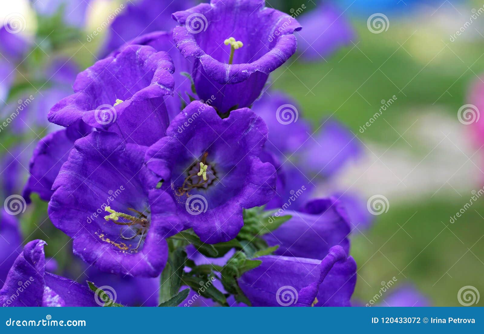 Beautiful Flower Bell in the Garden Stock Photo - Image of forest ...