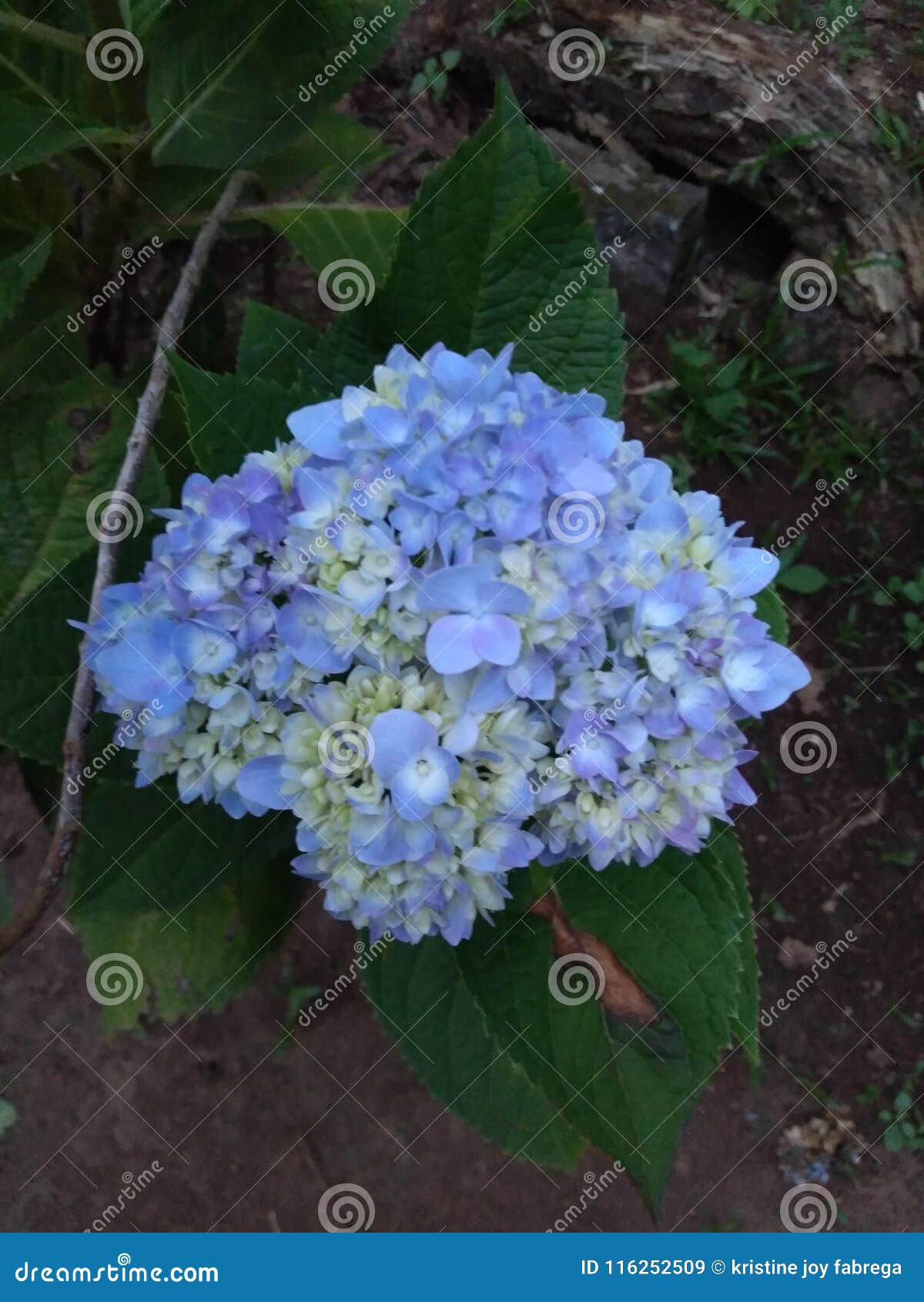 Flower stock image. Image of beautiful, bicol, amazing - 116252509