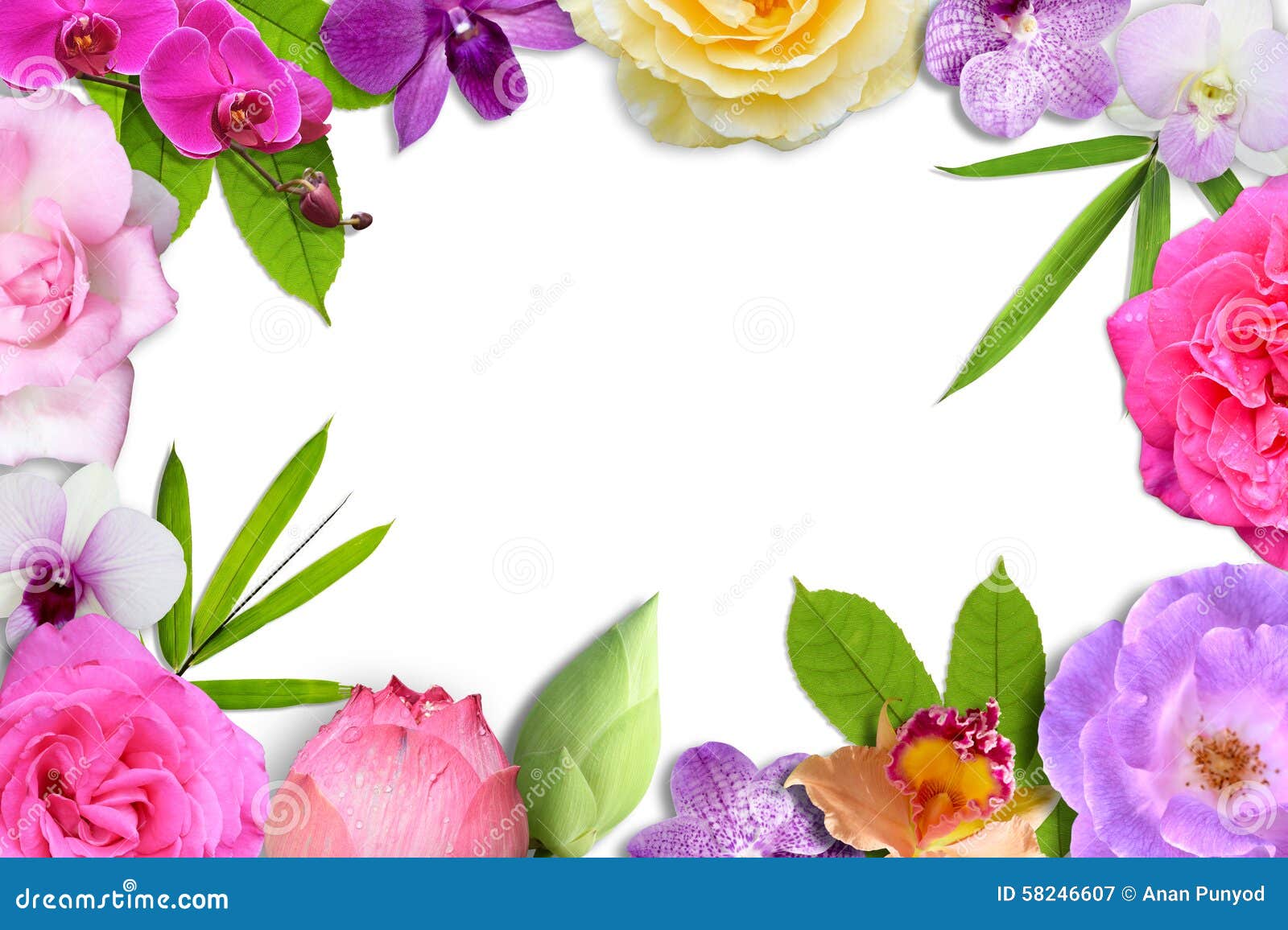 Beautiful Flower Blossom and Leaf Frame Isolate on White Background ...