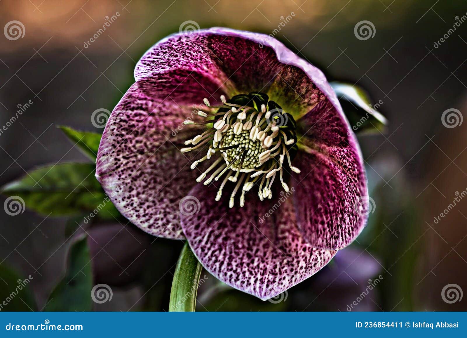 Beautiful Flower Blur Background Stock Image - Image of lilac, nature ...