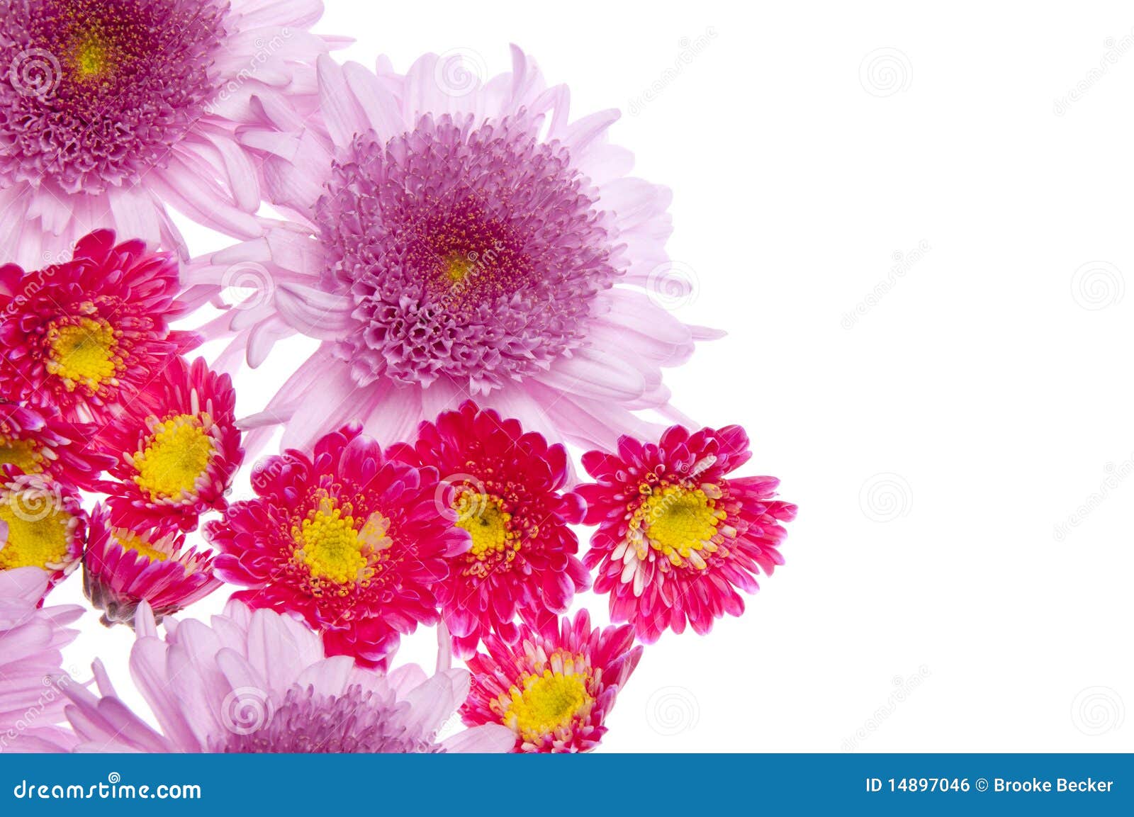 Beautiful Flower Border Image Stock Photo - Image of closeup, concept ...