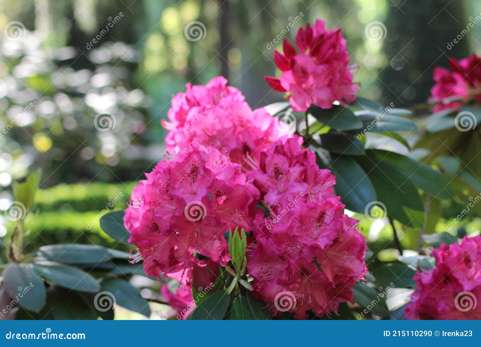 Beautiful Flower in the Botanical Garden. Madrid. Stock Photo - Image ...