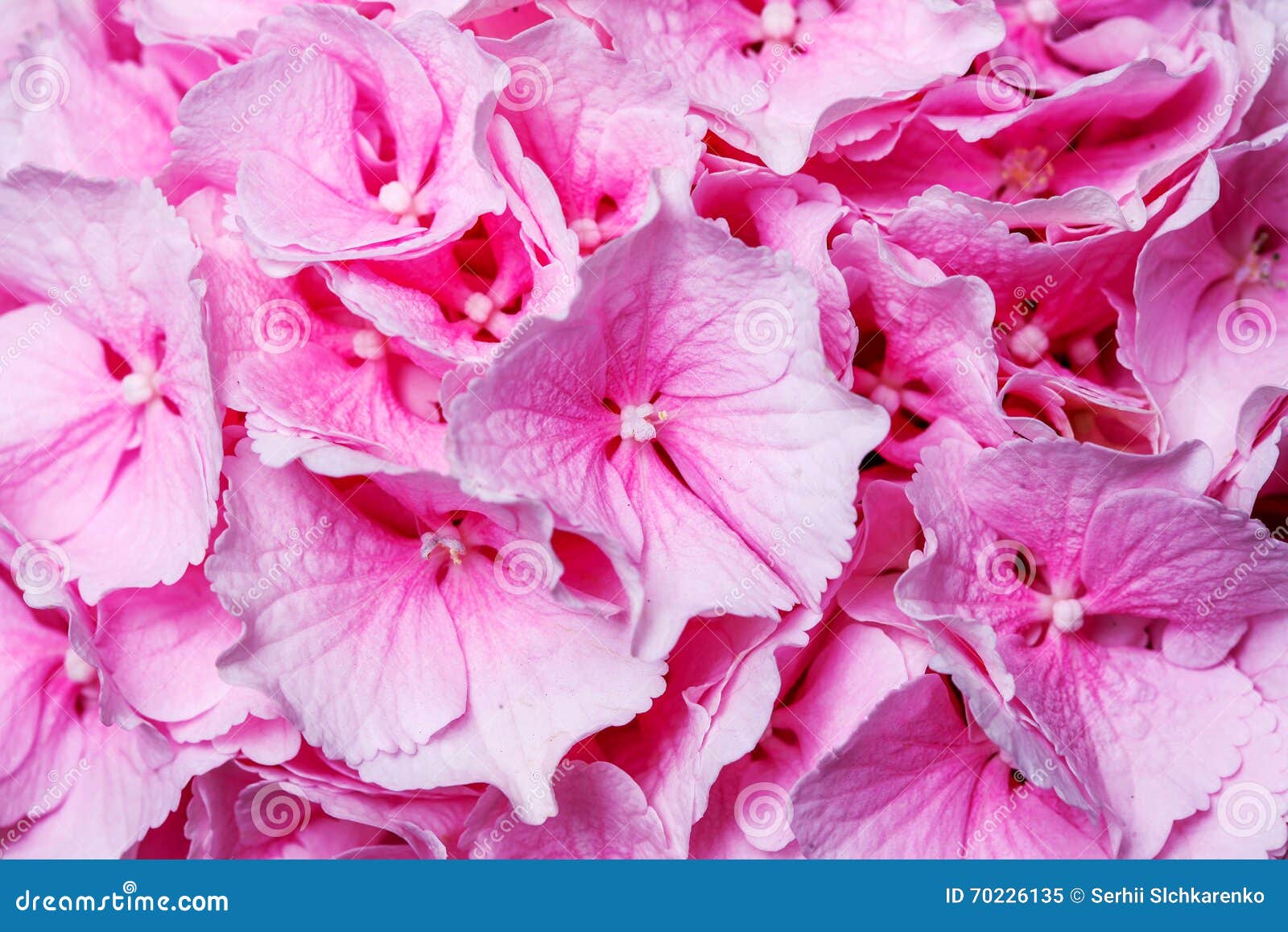 Beautiful Flower Bright Pink Hydrangea. Close Up Stock Image - Image of ...