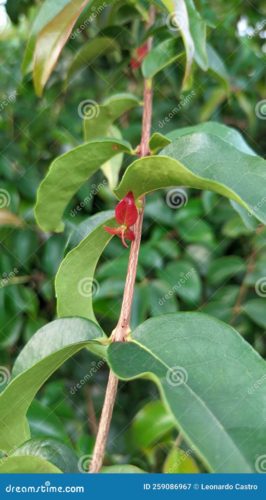 A beautiful flower bud stock image. Image of blossom - 259086967