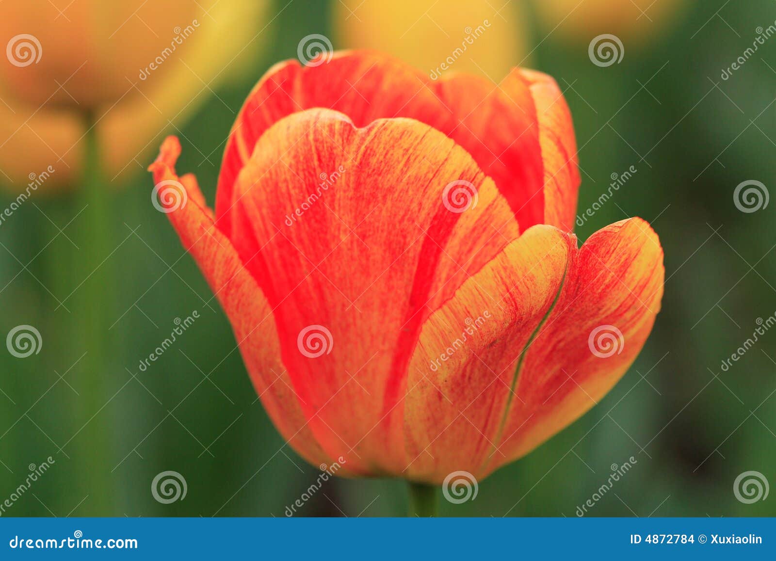Beautiful flower bud stock photo. Image of spring, golden - 4872784