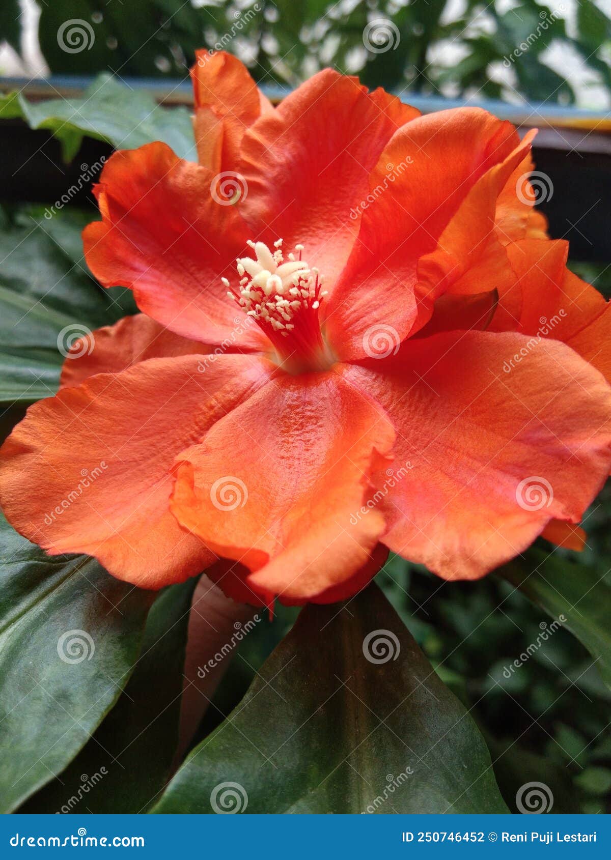 Beautiful Flower & X22;Bunga Tujuh Jarum& X22; Stock Photo - Image of ...