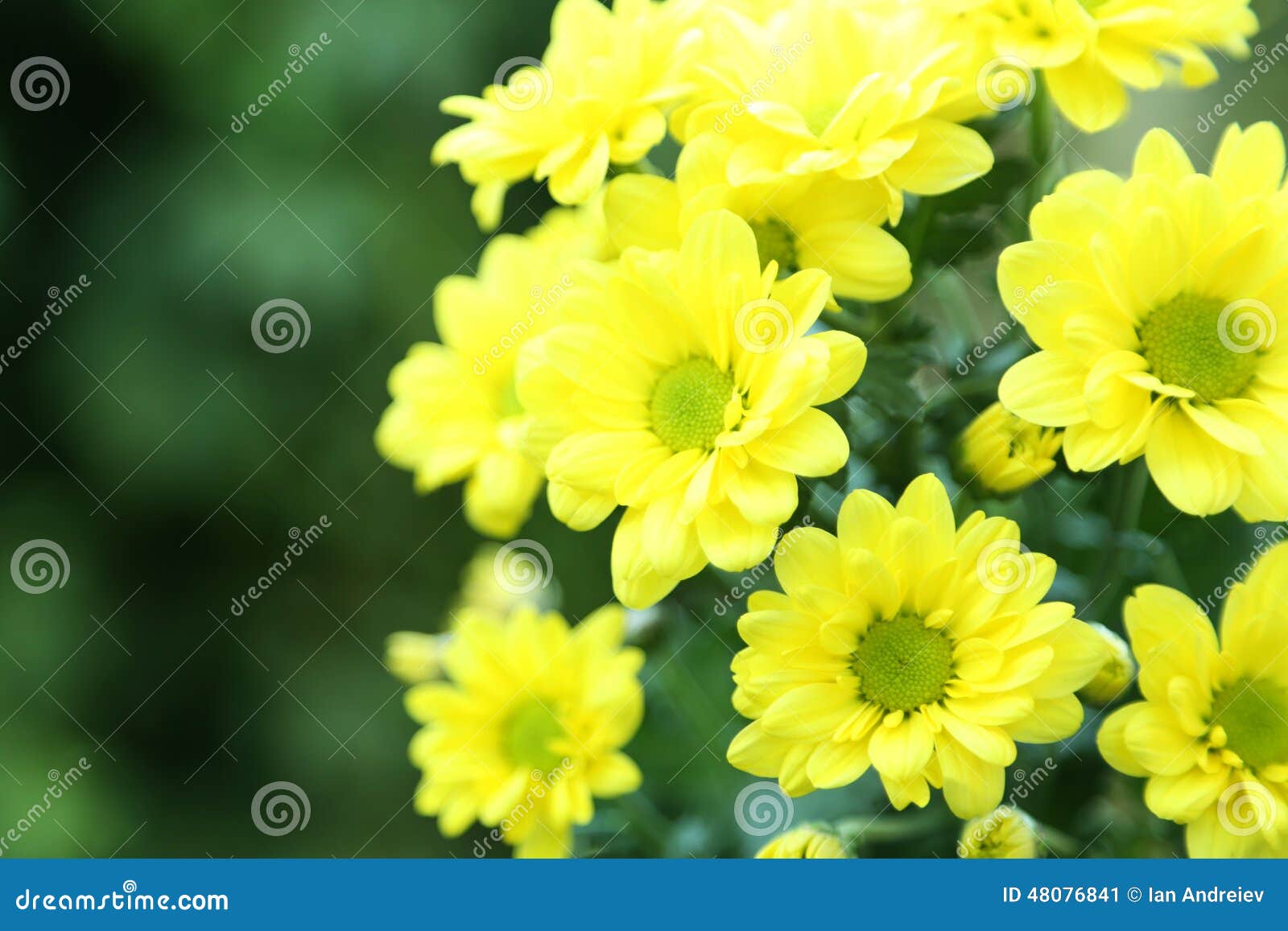Beautiful Flower on a Bush in a Garden, Close Up Stock Image - Image of ...