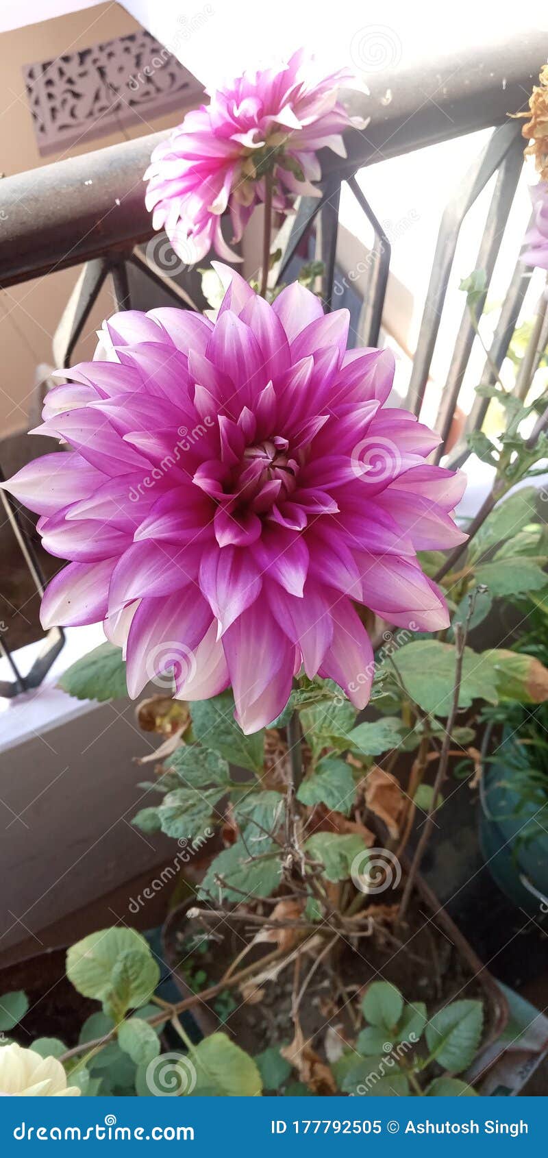 Beautiful Flower Chrysanthemum Daheliya Stock Image - Image of petal ...