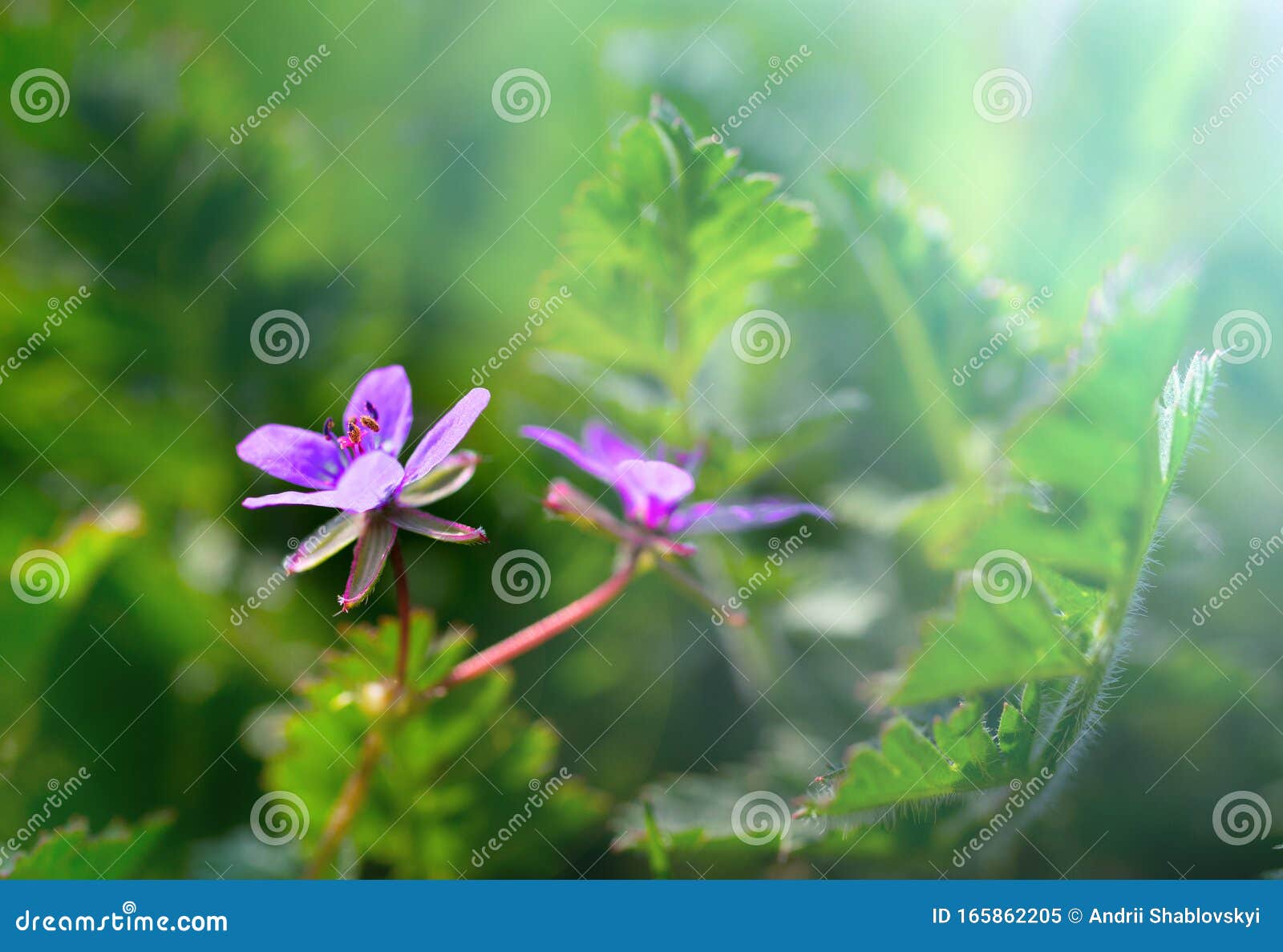Beautiful Flower an Close-up. Spring Came Stock Image - Image of ...