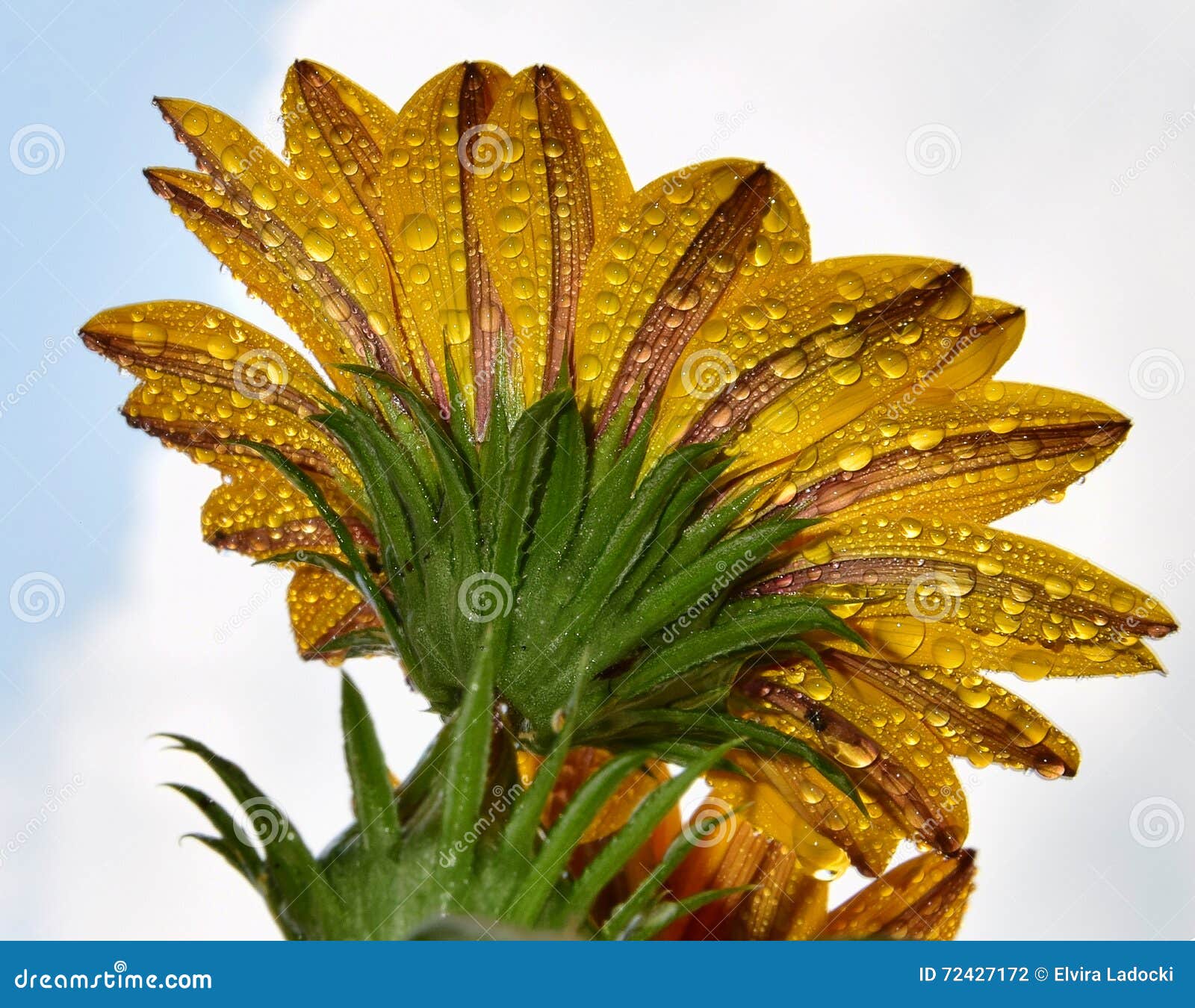 Beautiful flower stock photo. Image of sunshine, color - 72427172