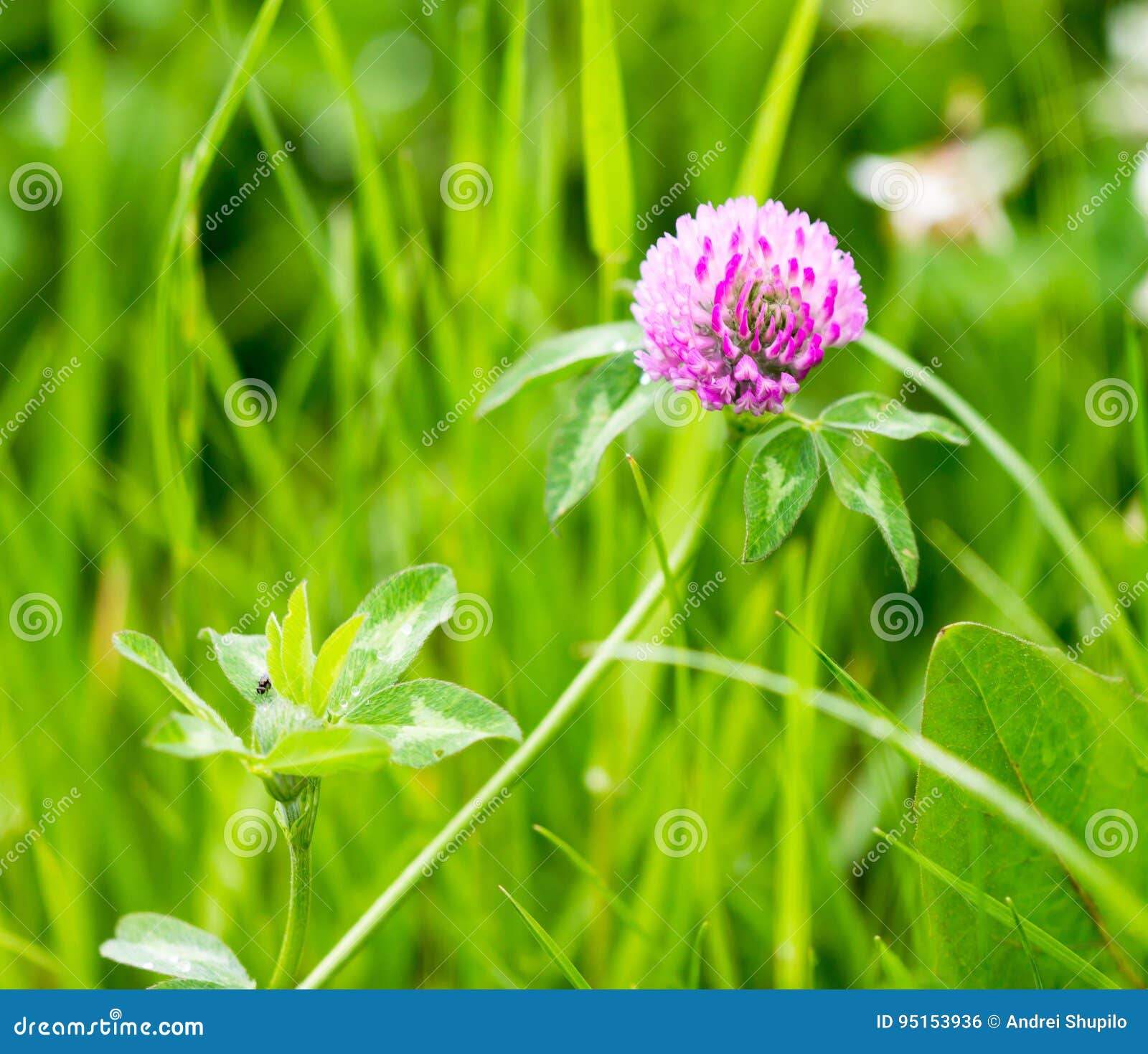 Beautiful Flower on Clover in Nature Stock Photo - Image of closeup ...